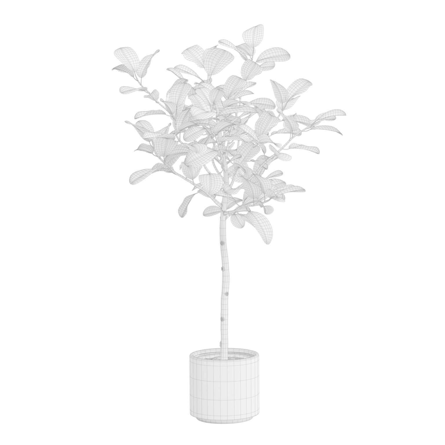 Ficus Audrey Benghalensis - 3D Model by AllQuad