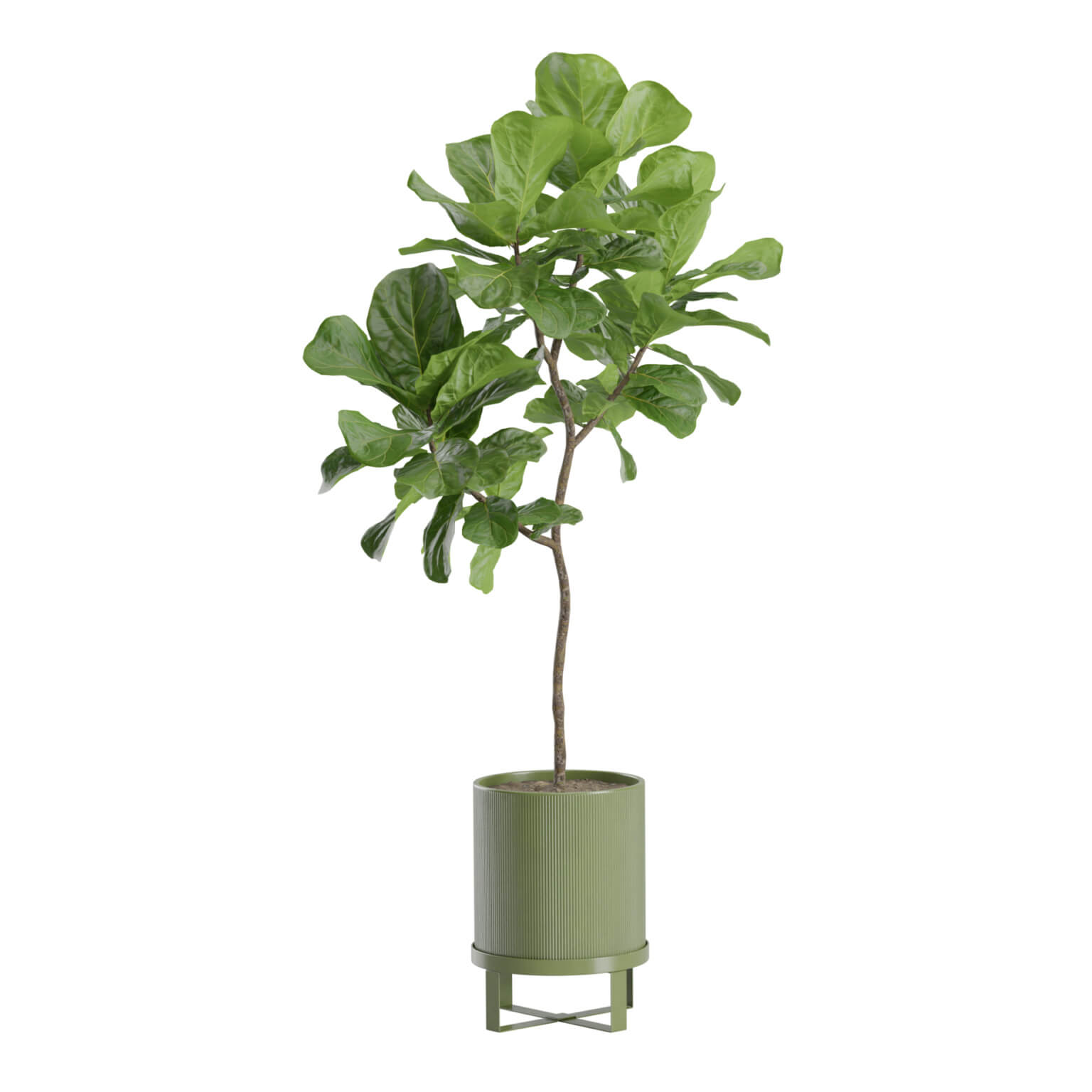 Ficus Lyrata Fiddle Leaf Fig - 3D Model by AllQuad