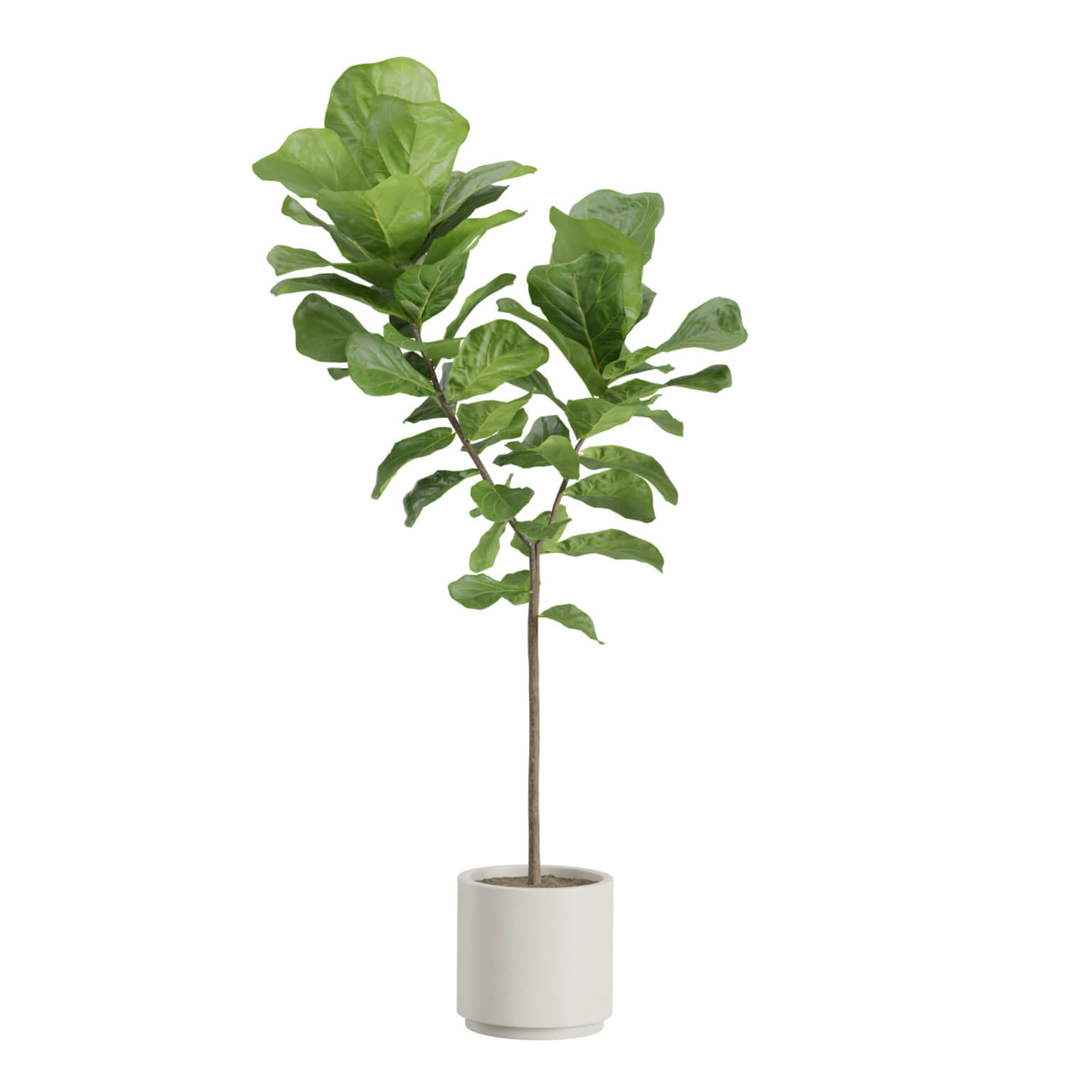 Ficus Lyrata Fiddle Leaf Fig - 3D Model by AllQuad