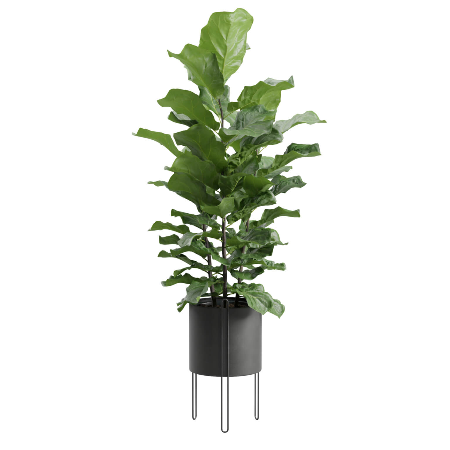 Ficus Lyrata in Dark Metal Planter - 3D Model by AllQuad