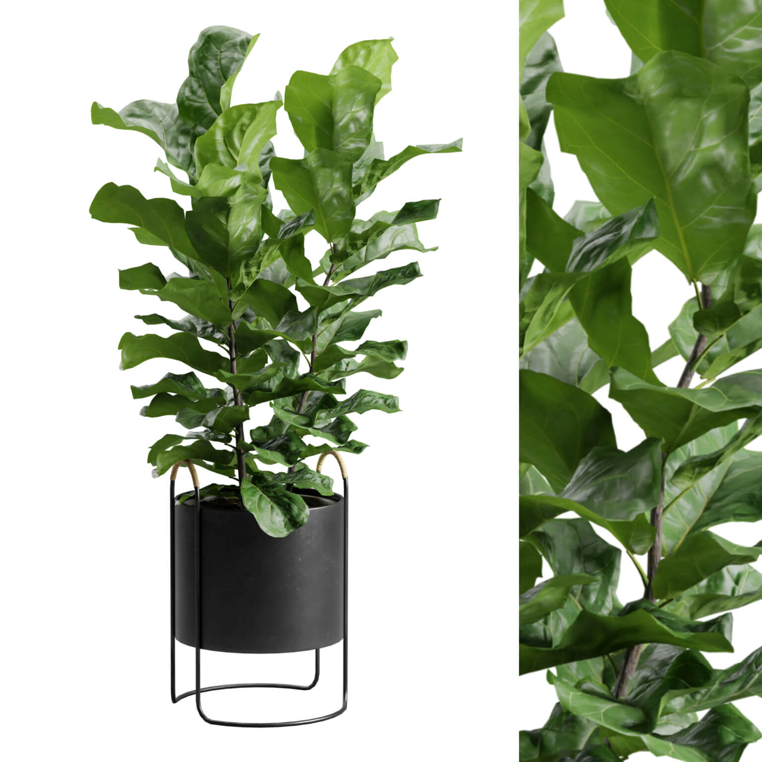 Ficus Lyrata in Dark Planter - 3D Model by AllQuad