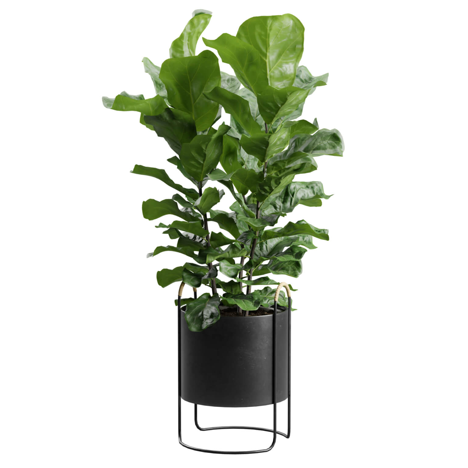 Ficus Lyrata in Dark Planter - 3D Model by AllQuad