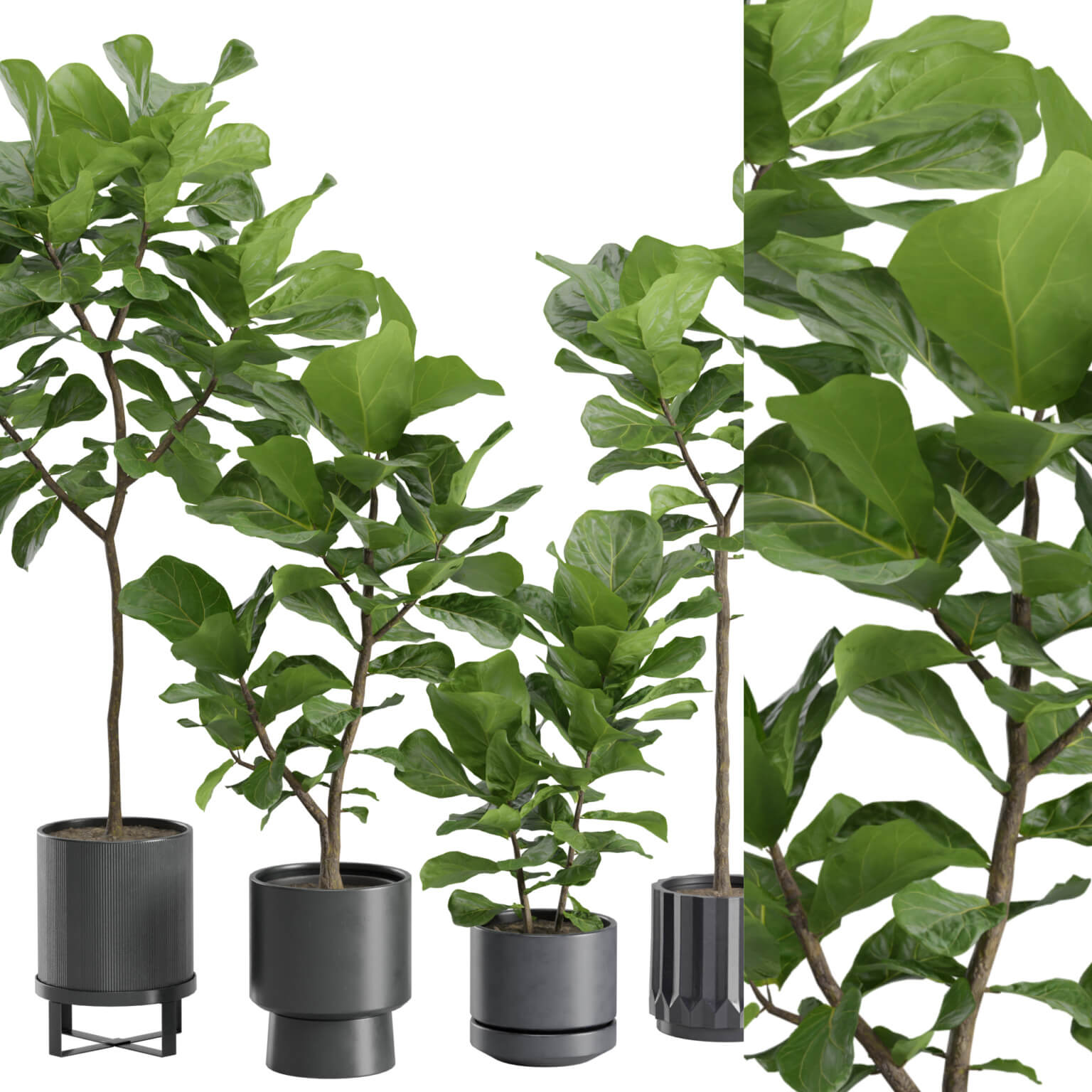 Ficus Lyrata in Dark Planters - 3D Model by AllQuad