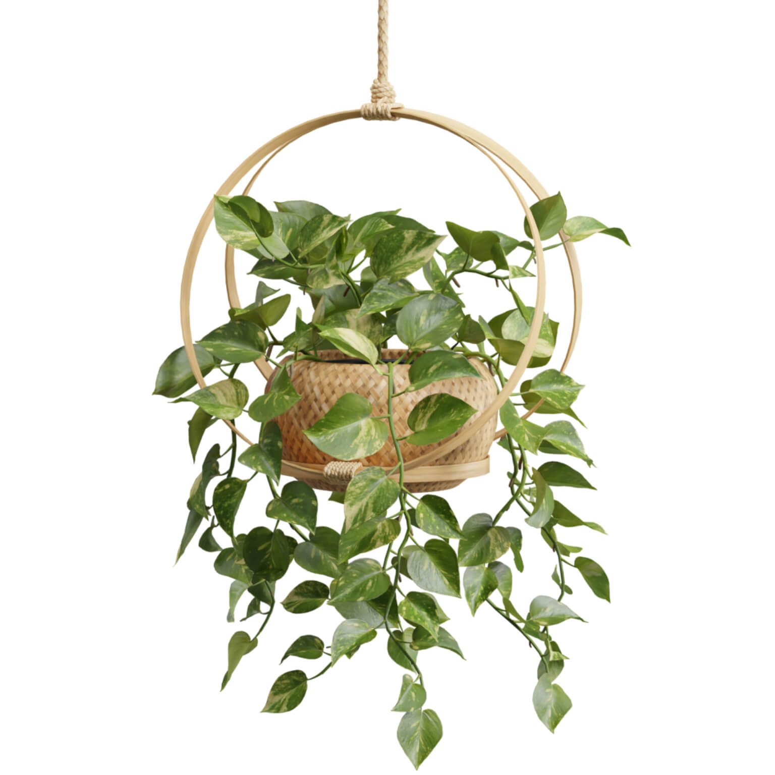Hanging Plants 02 - 3D Model by AllQuad