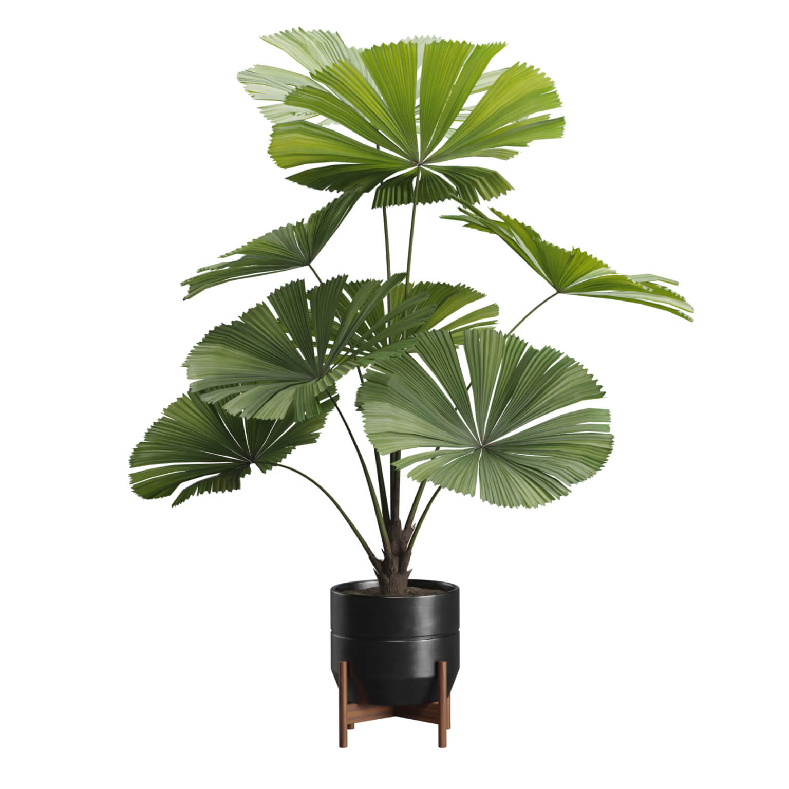 Indoor Plants Pack 49 - 3D Model by AllQuad