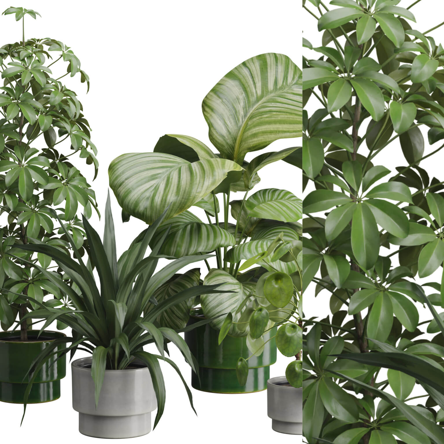 Indoor Plants Pack 50 - 3D Model by AllQuad