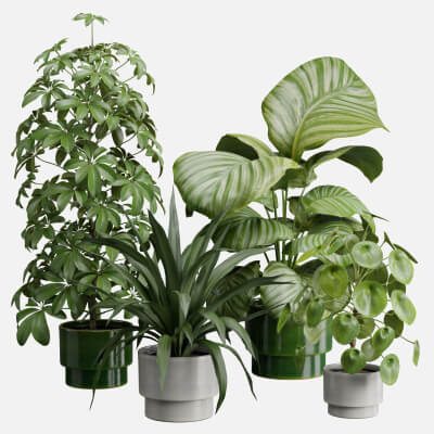 Indoor Plants Pack 50 - 3D Model by AllQuad