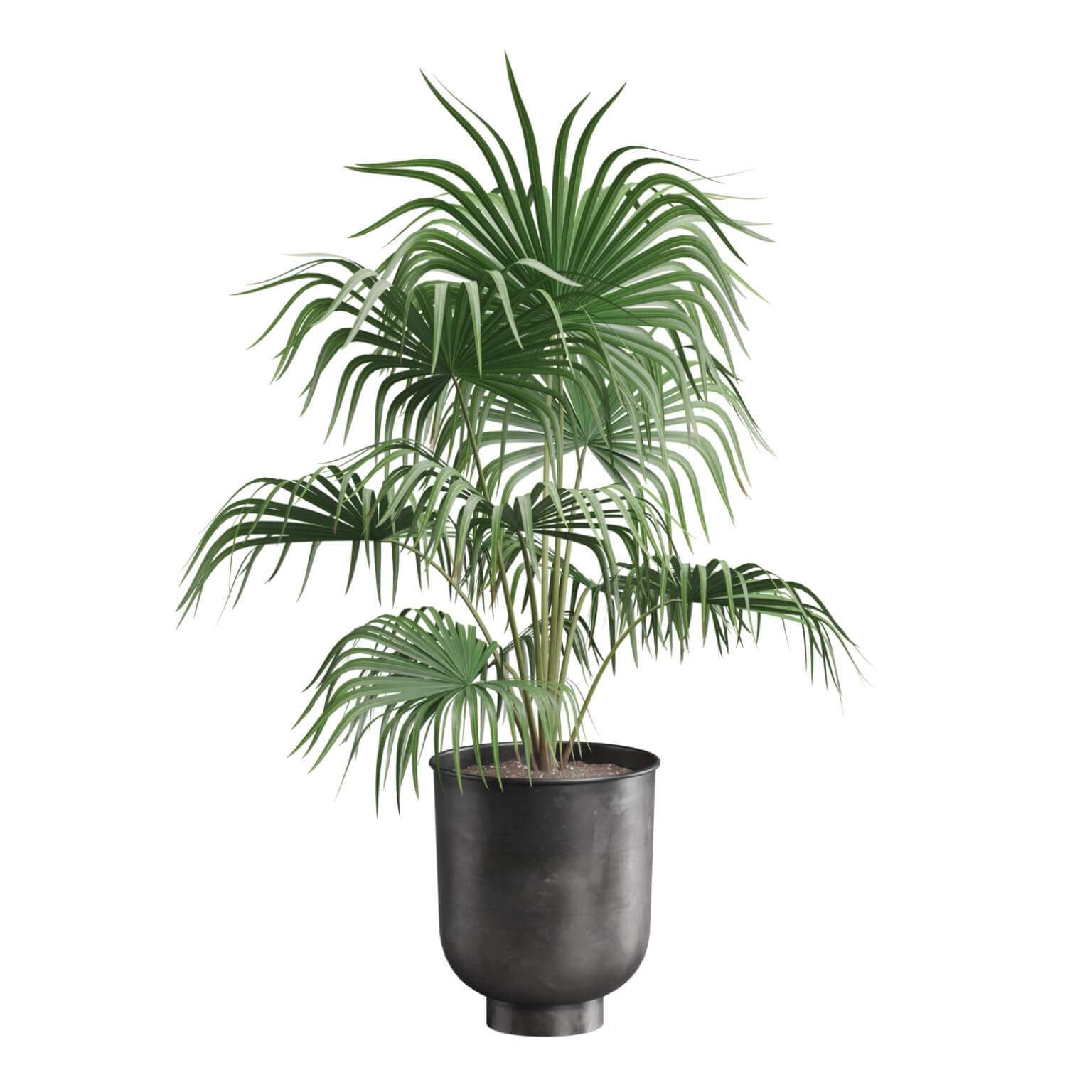 Indoor Plants Pack 52 - 3D Model by AllQuad
