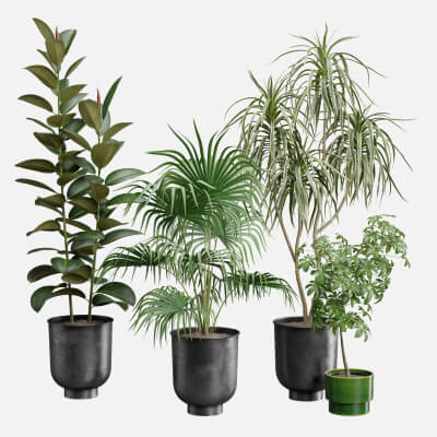 Indoor Plants Pack 52 - 3D Model by AllQuad