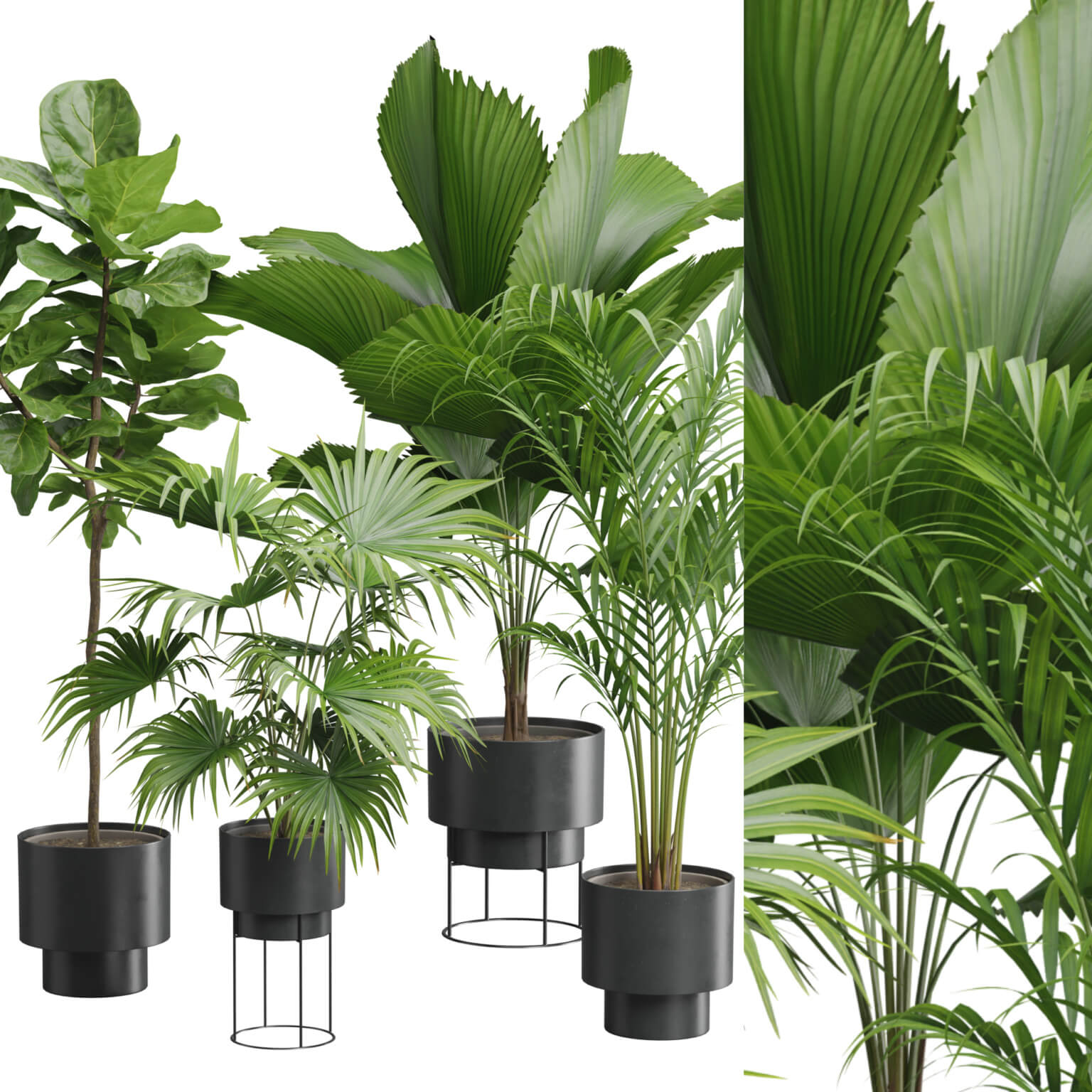 Indoor Plants Pack 53 - 3D Model by AllQuad