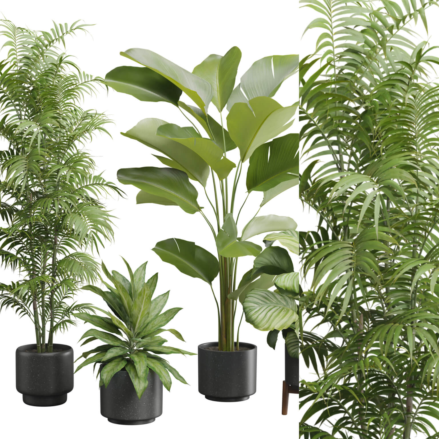 Indoor Plants Pack 54 - 3D Model by AllQuad