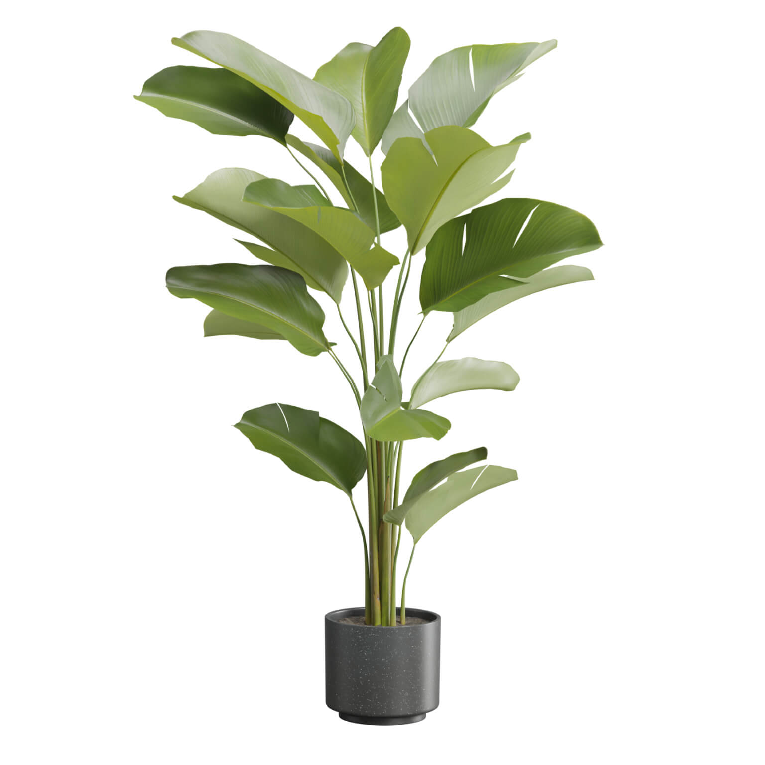 Indoor Plants Pack 54 - 3D Model by AllQuad