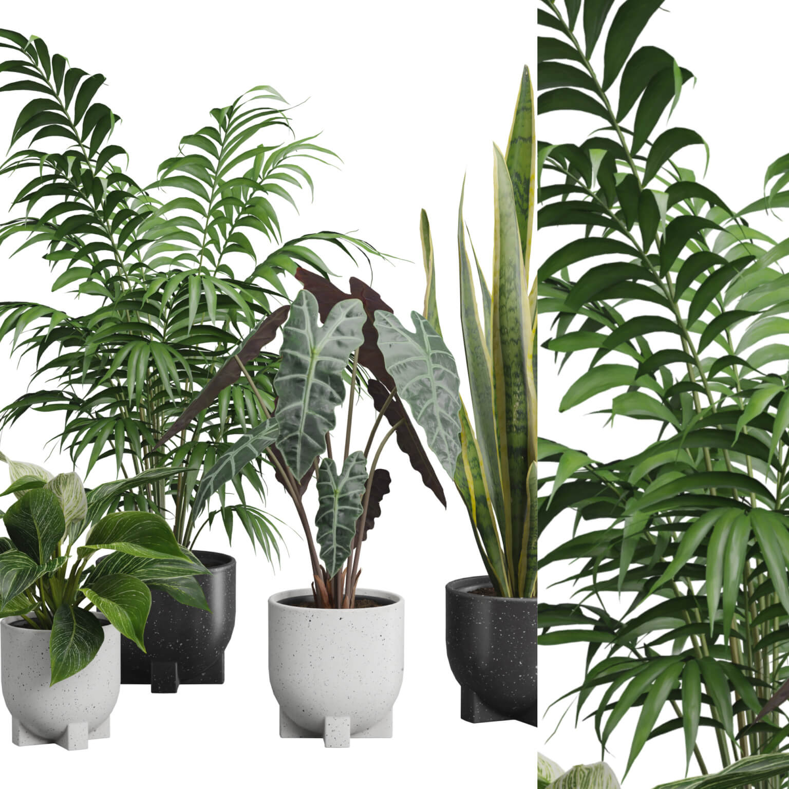 Indoor Plants Pack 55 - 3D Model by AllQuad