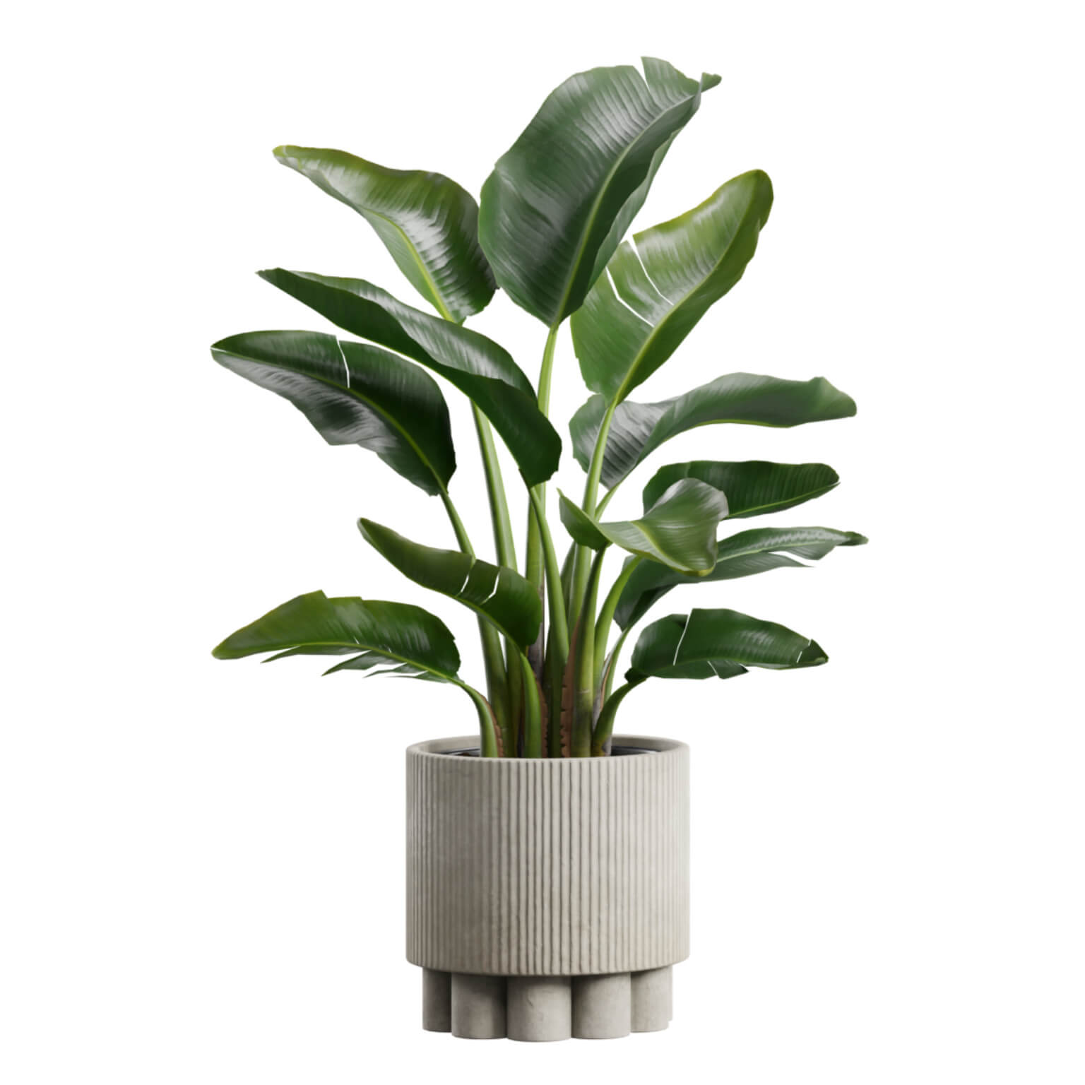 Indoor Plants Pack 61 - 3D Model by AllQuad