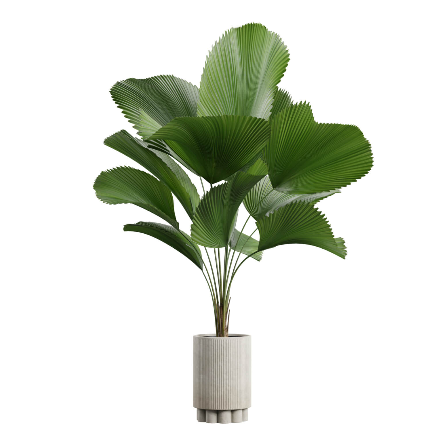 Indoor Plants Pack 61 - 3D Model by AllQuad