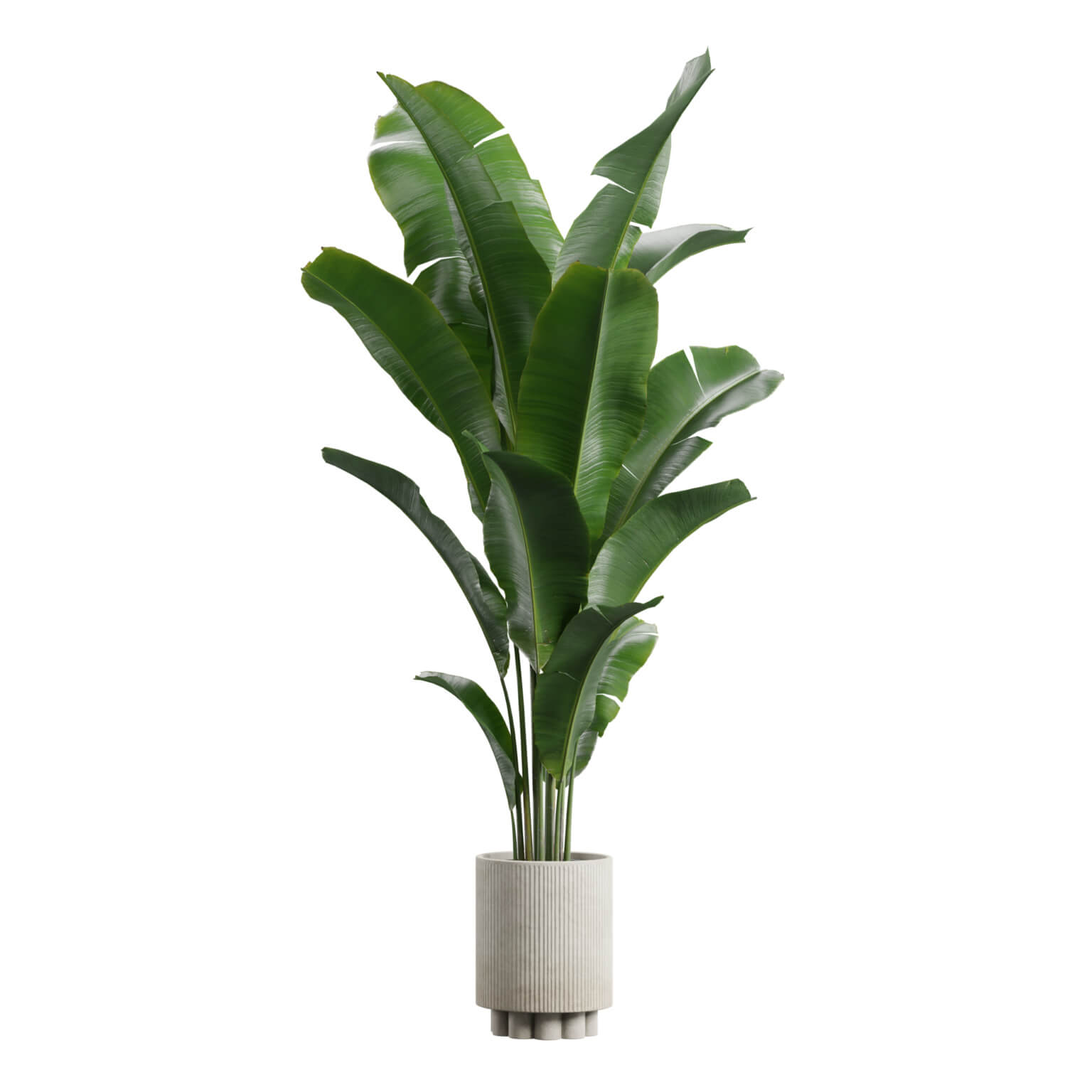 Indoor Plants Pack 61 - 3D Model by AllQuad