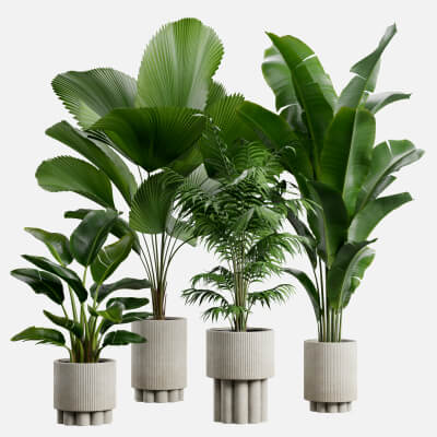 Indoor Plants Pack 61 - 3D Model by AllQuad
