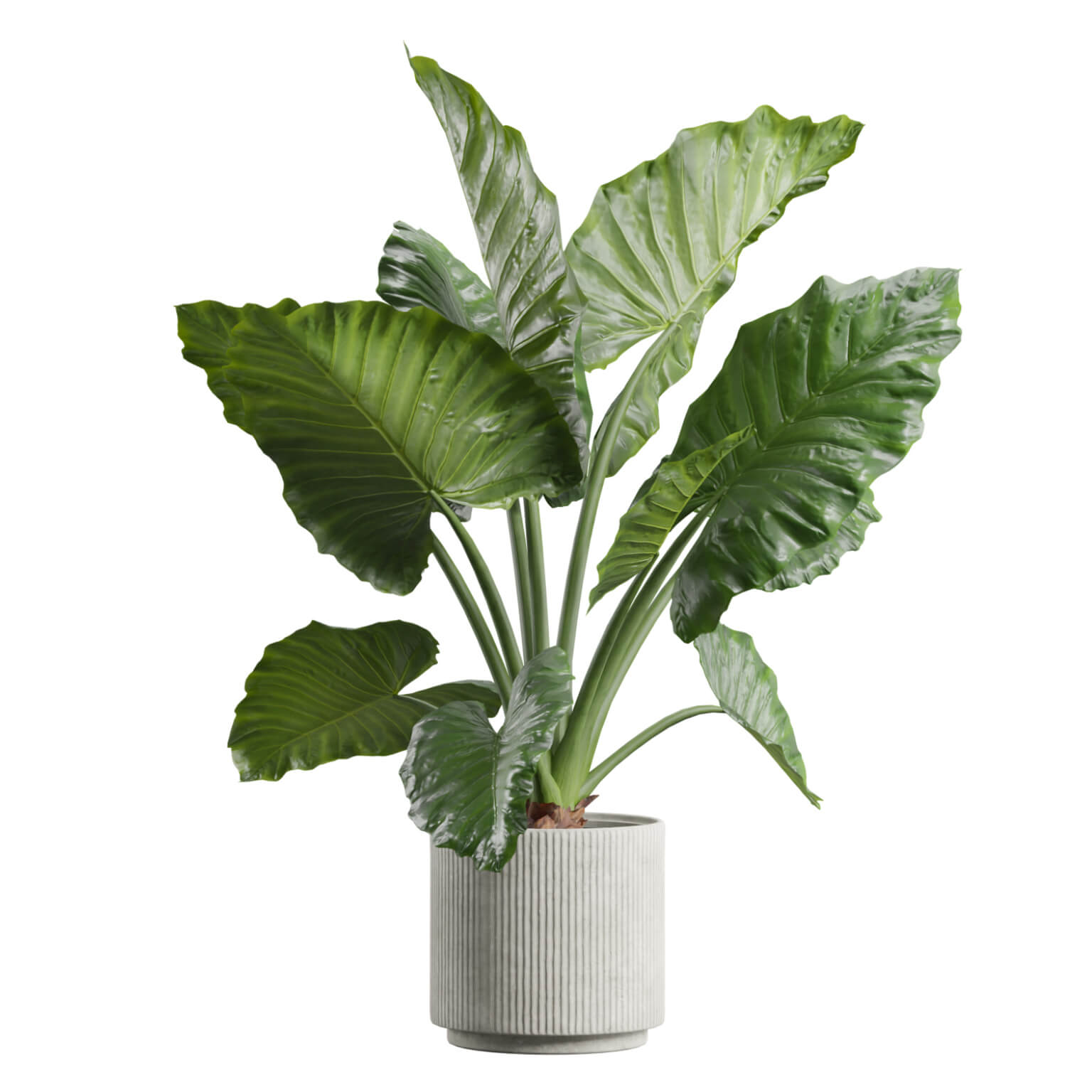 Indoor Plants Pack 64 - 3D Model by AllQuad