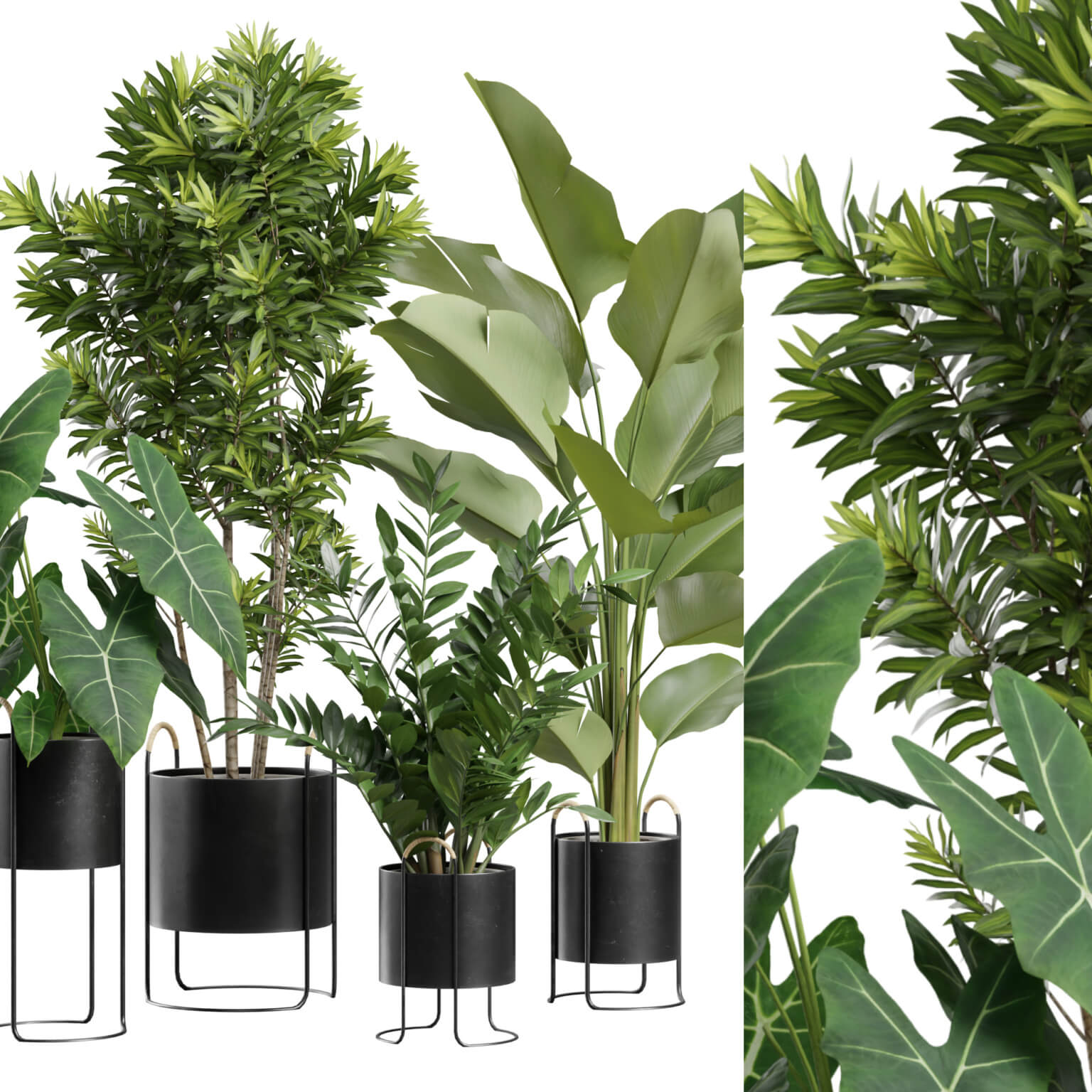 Indoor Plants Pack 67 - 3D Model by AllQuad
