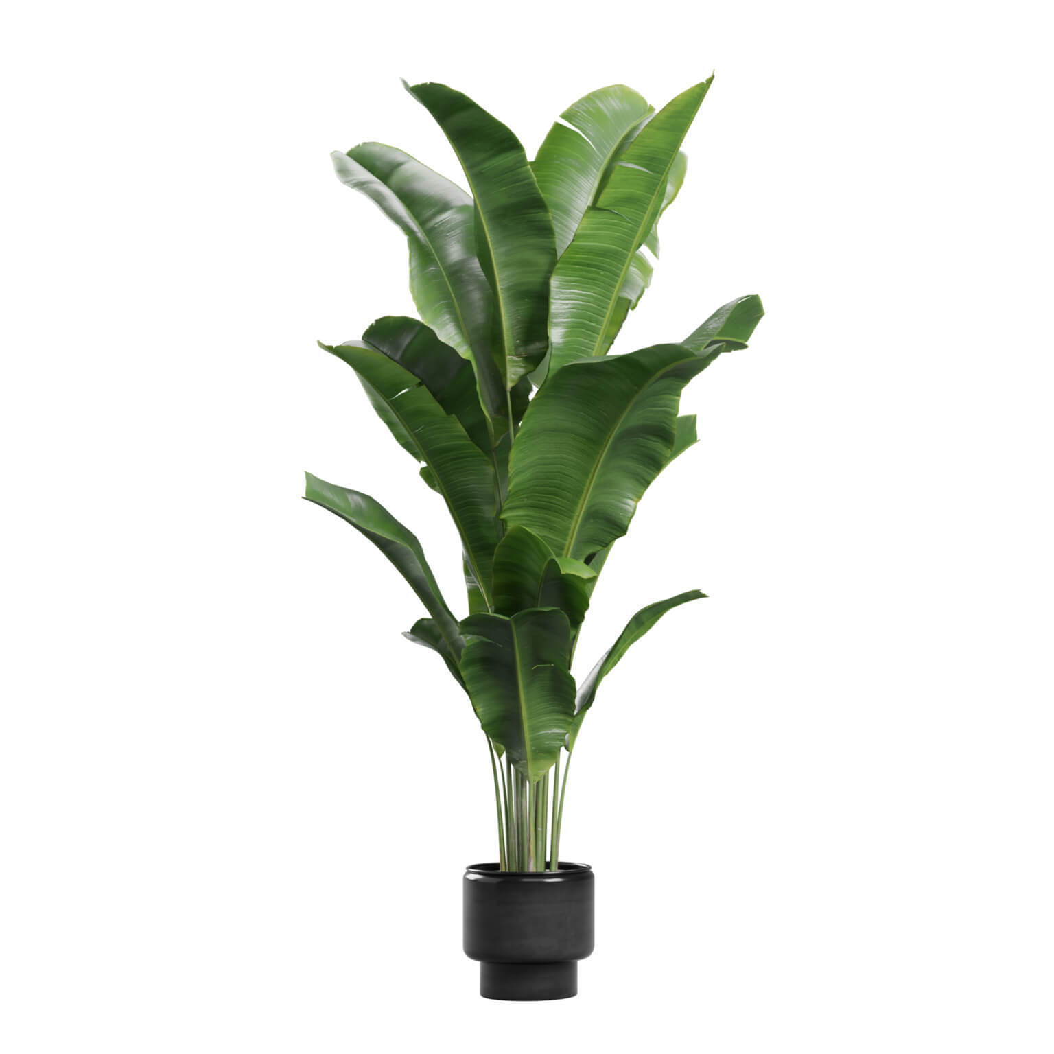 Indoor Plants Pack 70 - 3D Model by AllQuad