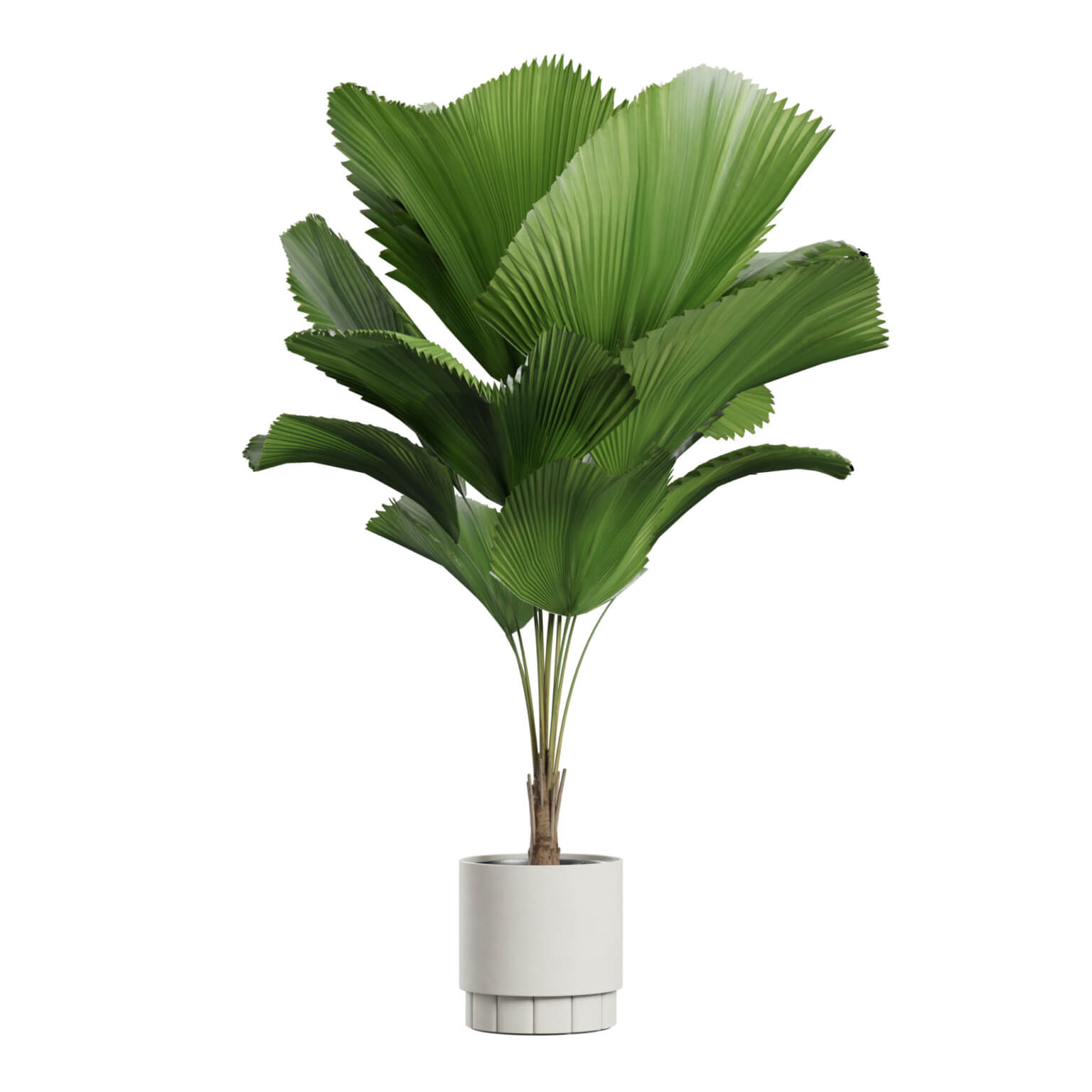 Indoor Plants Pack 71 - 3D Model by AllQuad