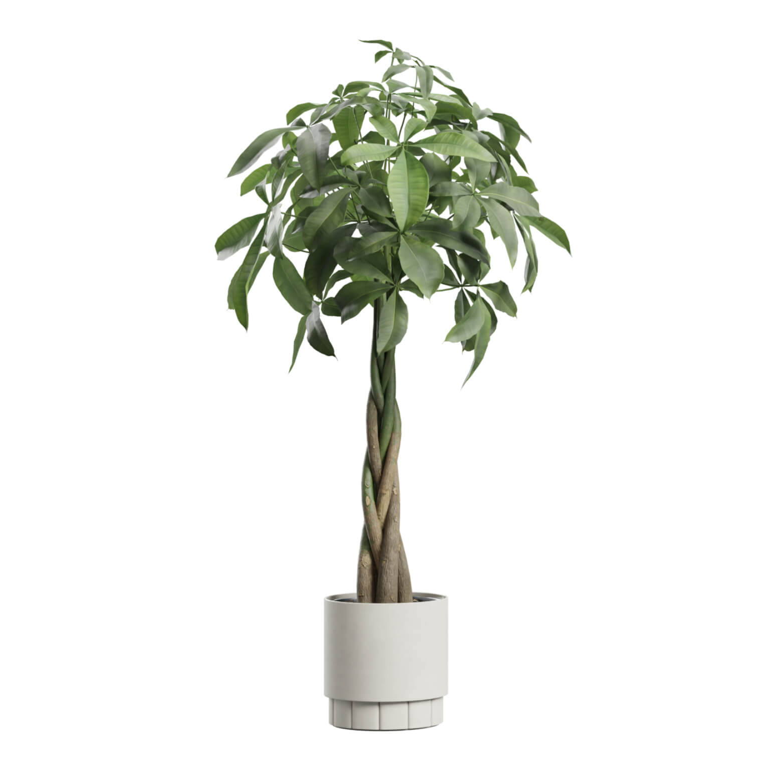 Indoor Plants Pack 71 - 3D Model by AllQuad