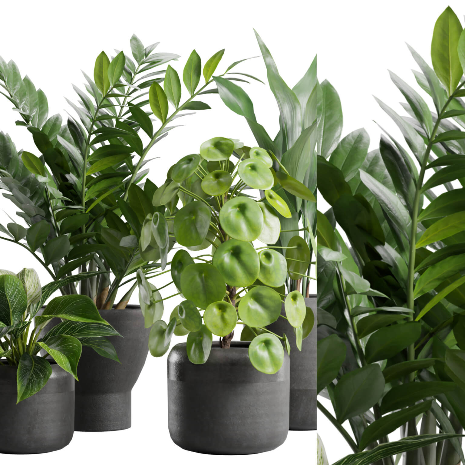 Indoor Plants Pack 82 - 3D Model by AllQuad