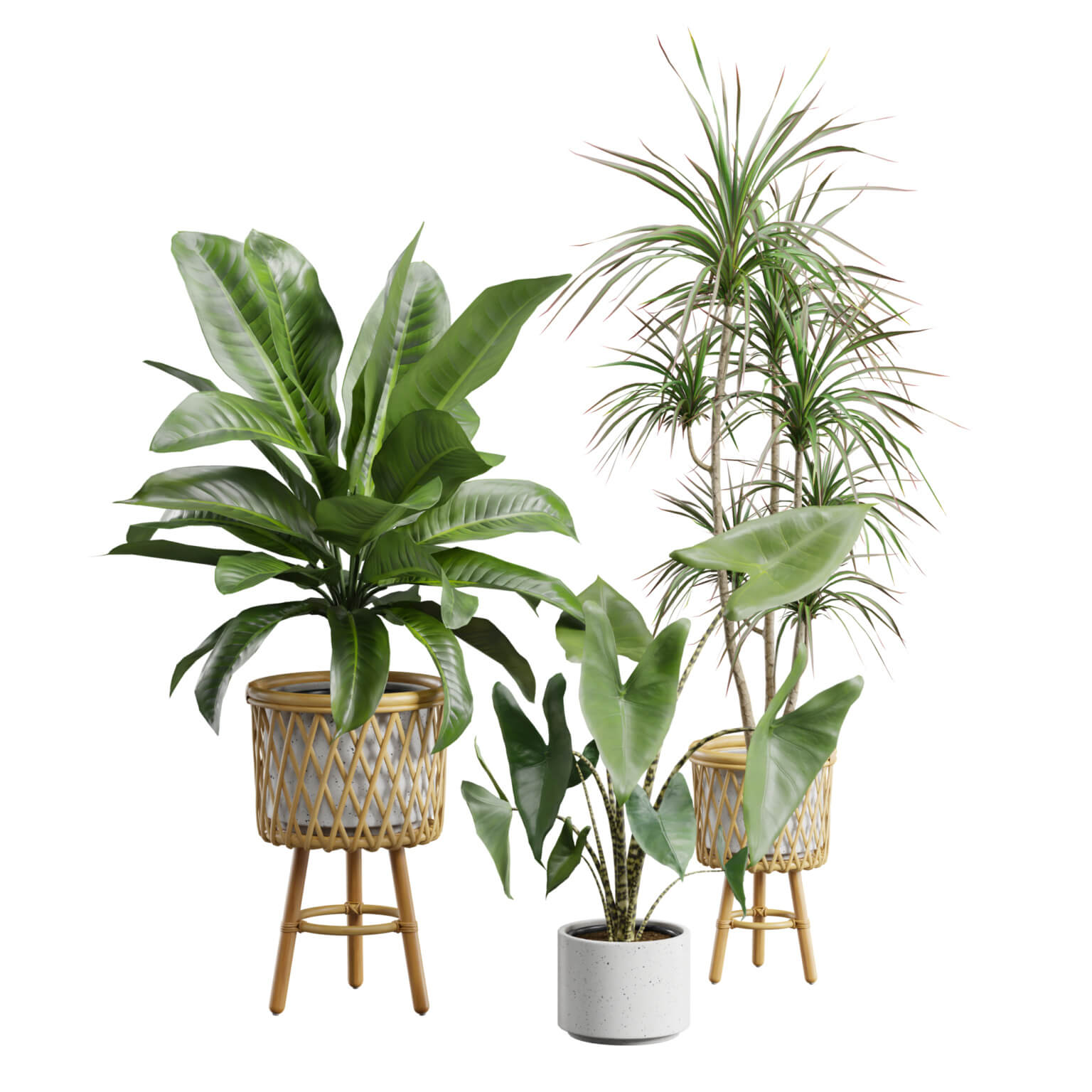 Indoor Plants Pack 87 - 3D Model by AllQuad