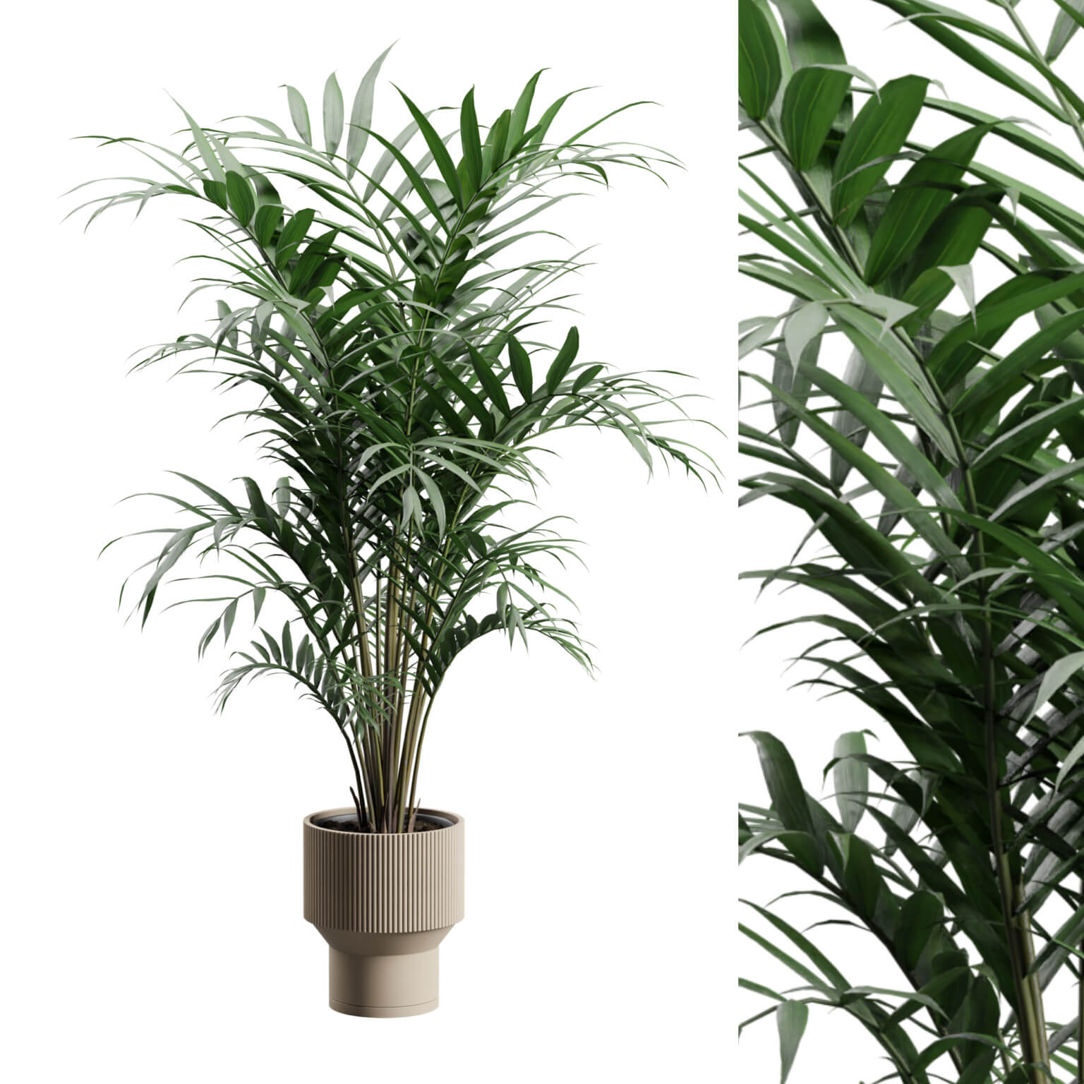 Kentia Palm Plant - 3D Model by AllQuad