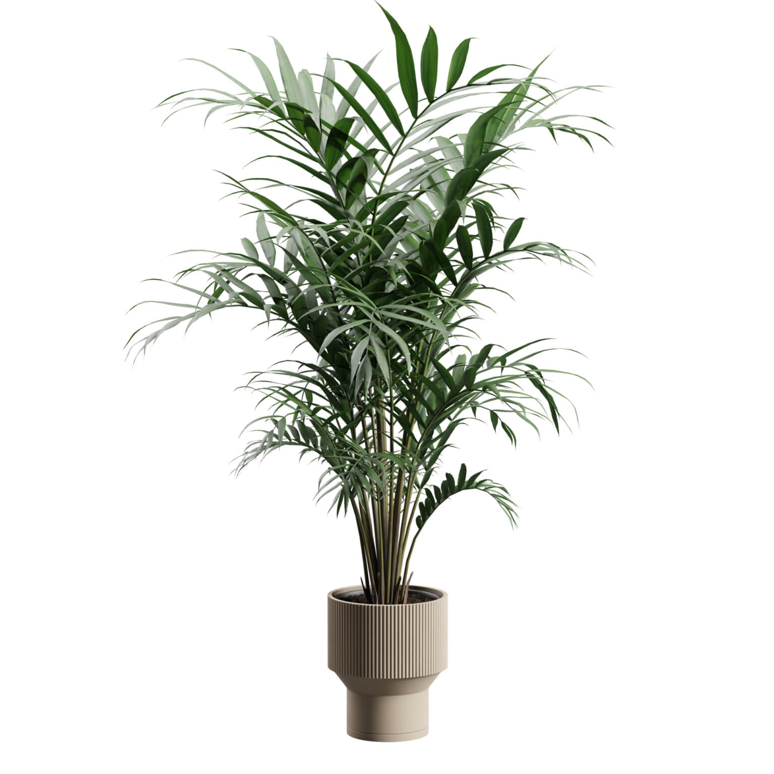 Kentia Palm Plant - 3D Model by AllQuad