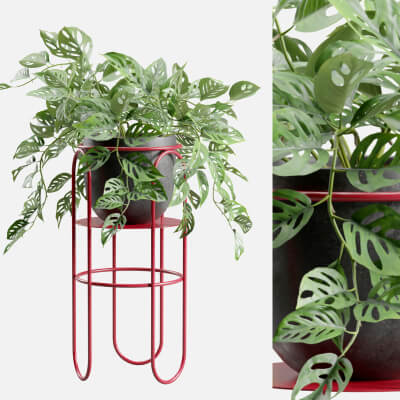 Monstera Adansonii on Metal Stand - 3D Model by AllQuad