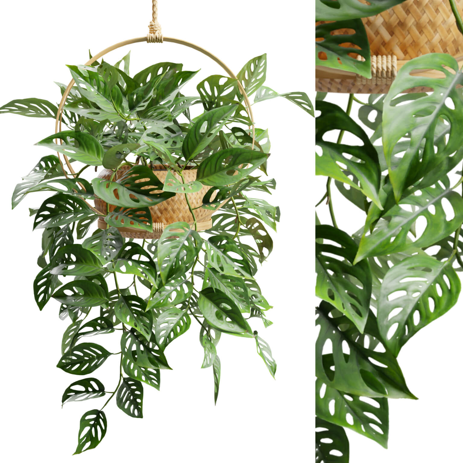 Monstera Adansonii - 3D Model by AllQuad