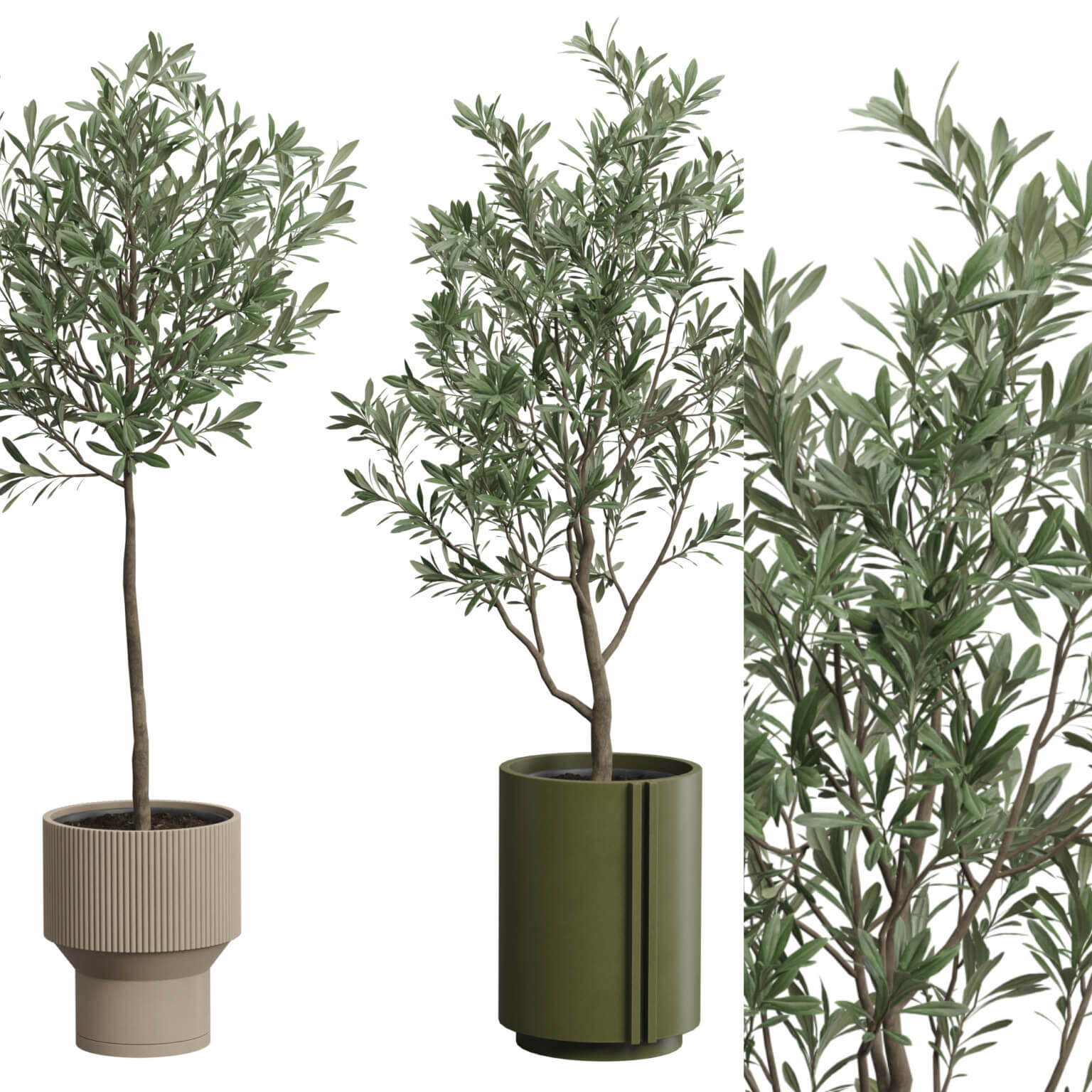 Olea Europaea - Olive Tree Pack 3D Model by AllQuad