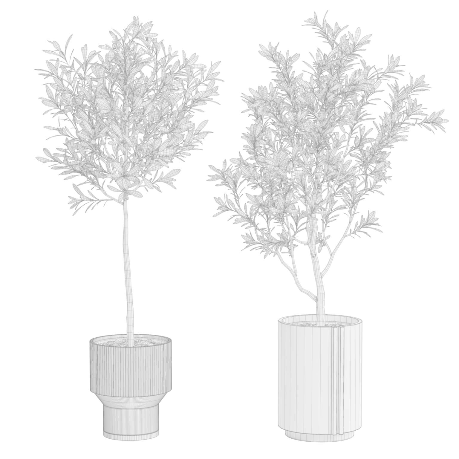 Olea Europaea - Olive Tree Pack 3D Model by AllQuad