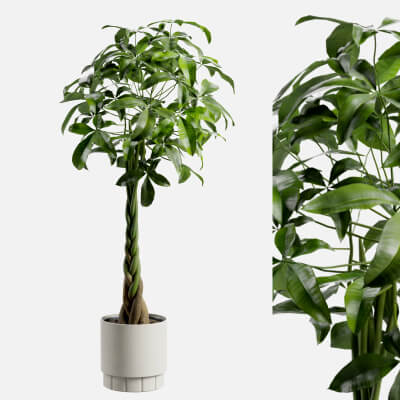 Pachira Aquatica - 3D Model by AllQuad