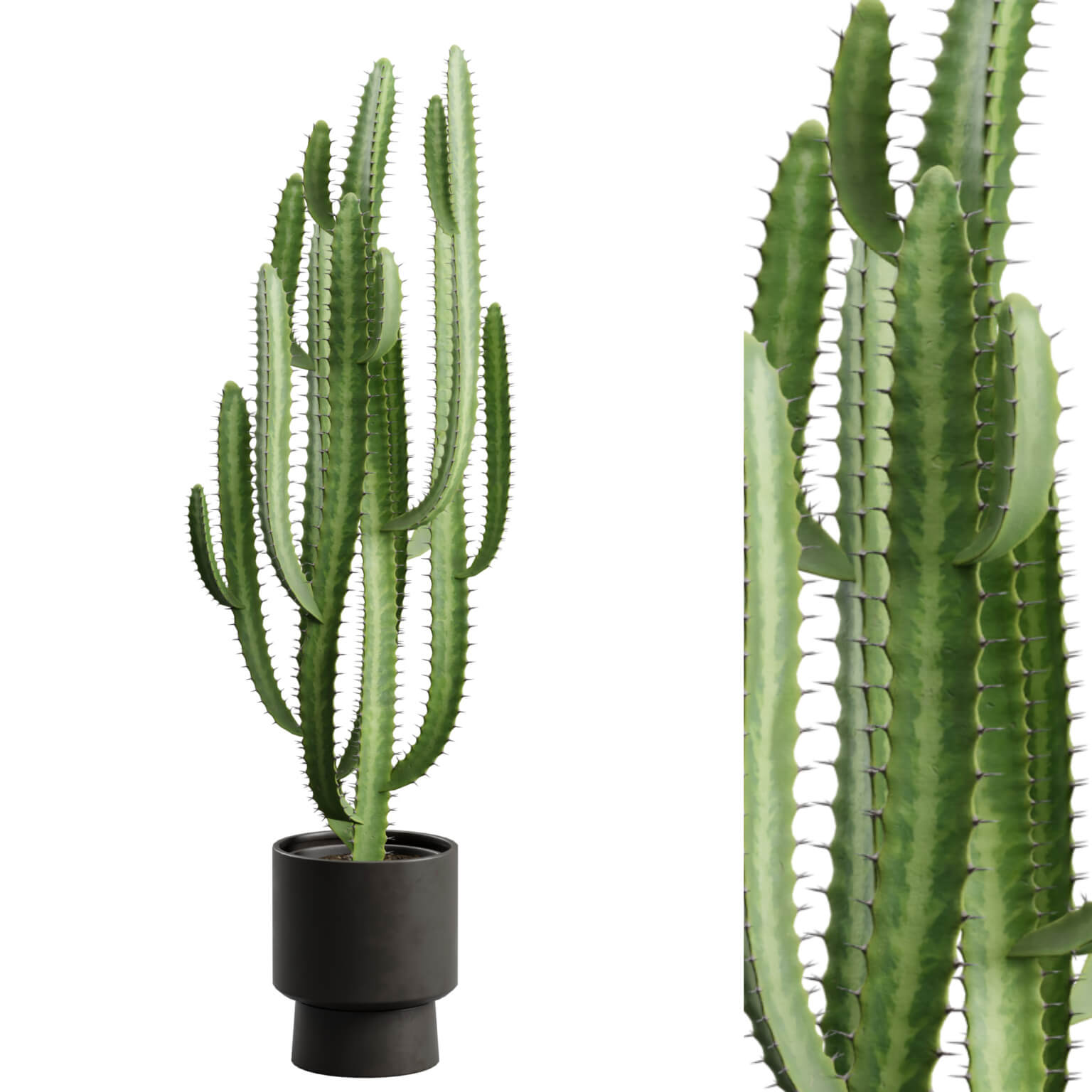 Potted Cactus - Euphorbia Trigona 3D Model by AllQuad