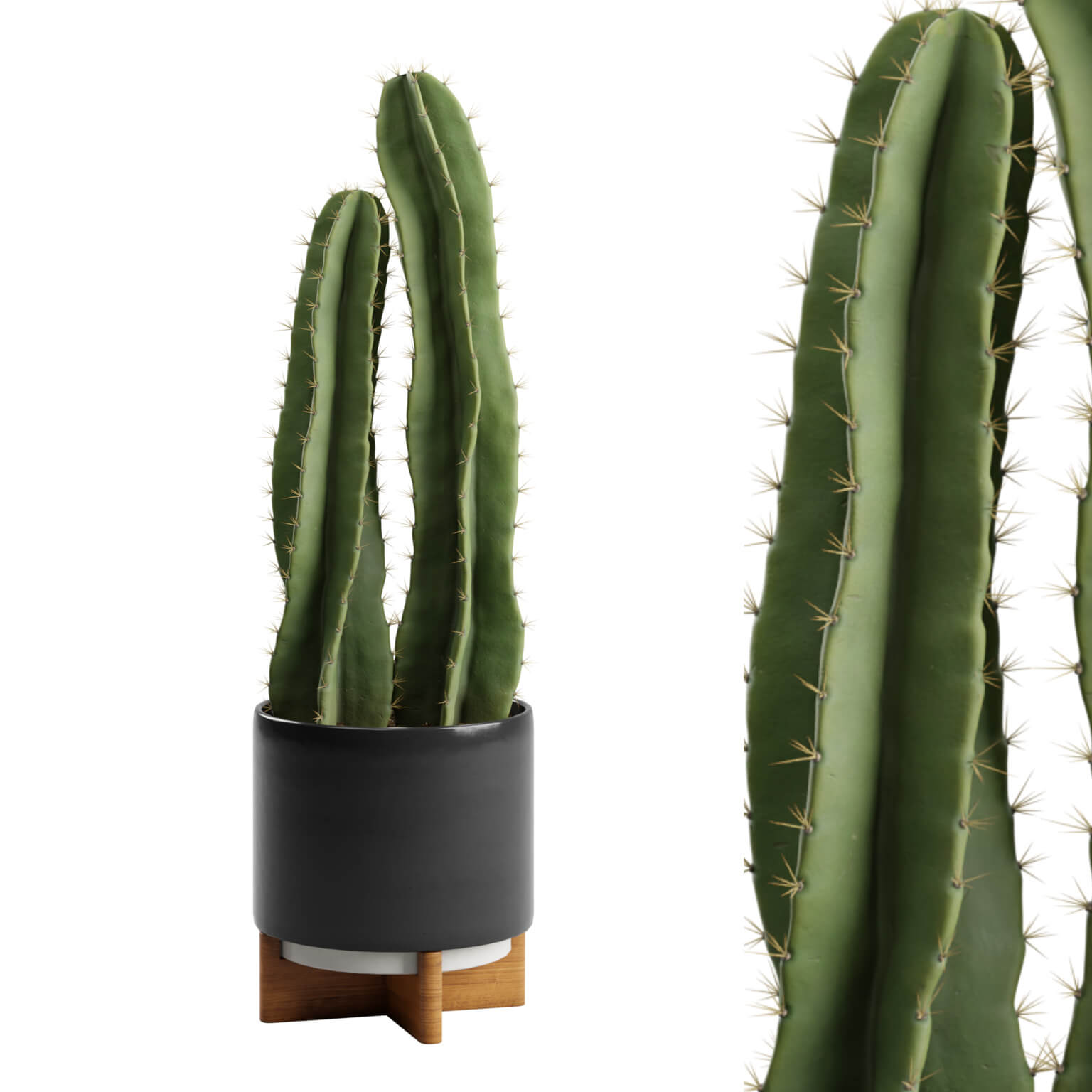 Potted Cereus Peruvianus - 3D Model by AllQuad