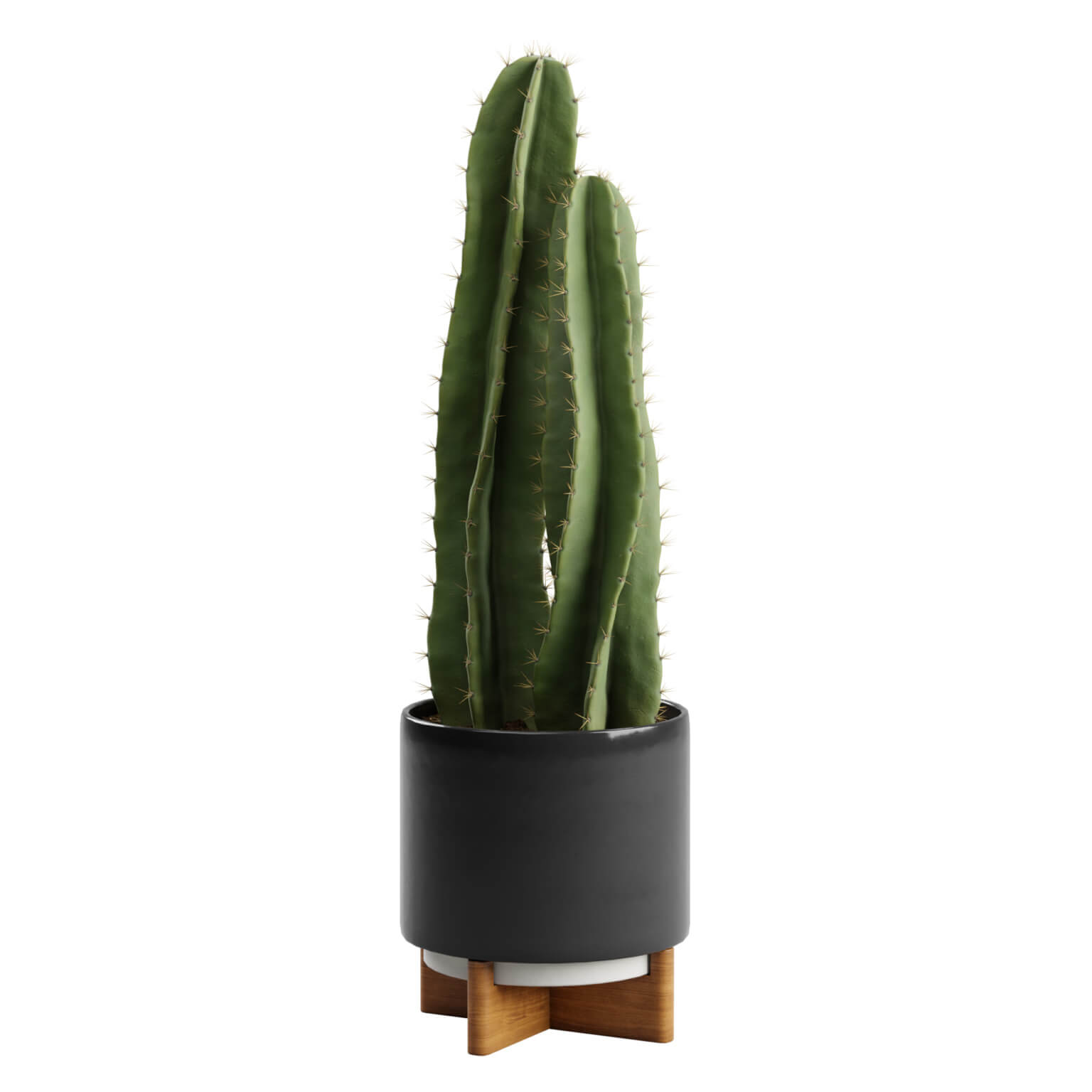 Potted Cereus Peruvianus - 3D Model by AllQuad