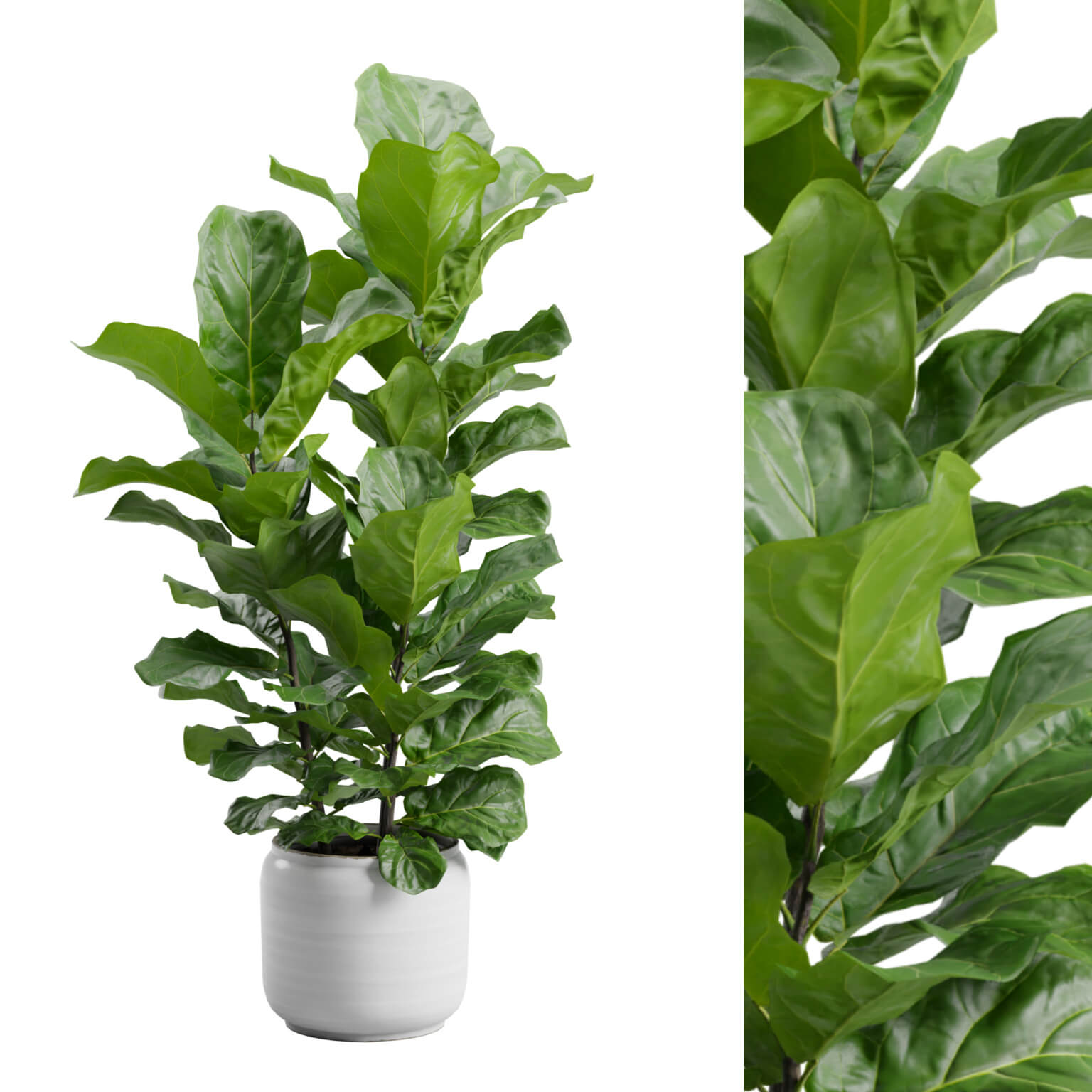 Potted Ficus Lyrata - 3D Model by AllQuad