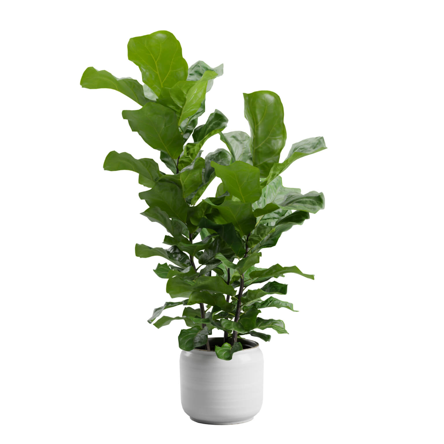 Potted Ficus Lyrata - 3D Model by AllQuad