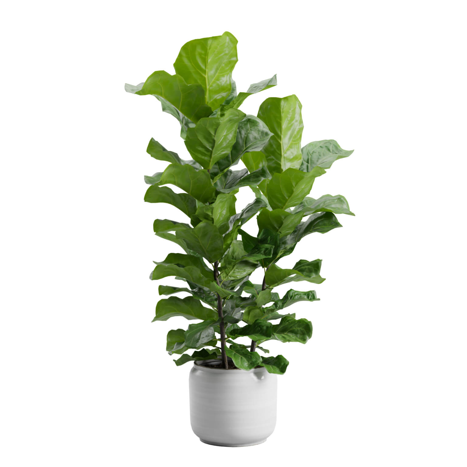 Potted Ficus Lyrata - 3D Model by AllQuad
