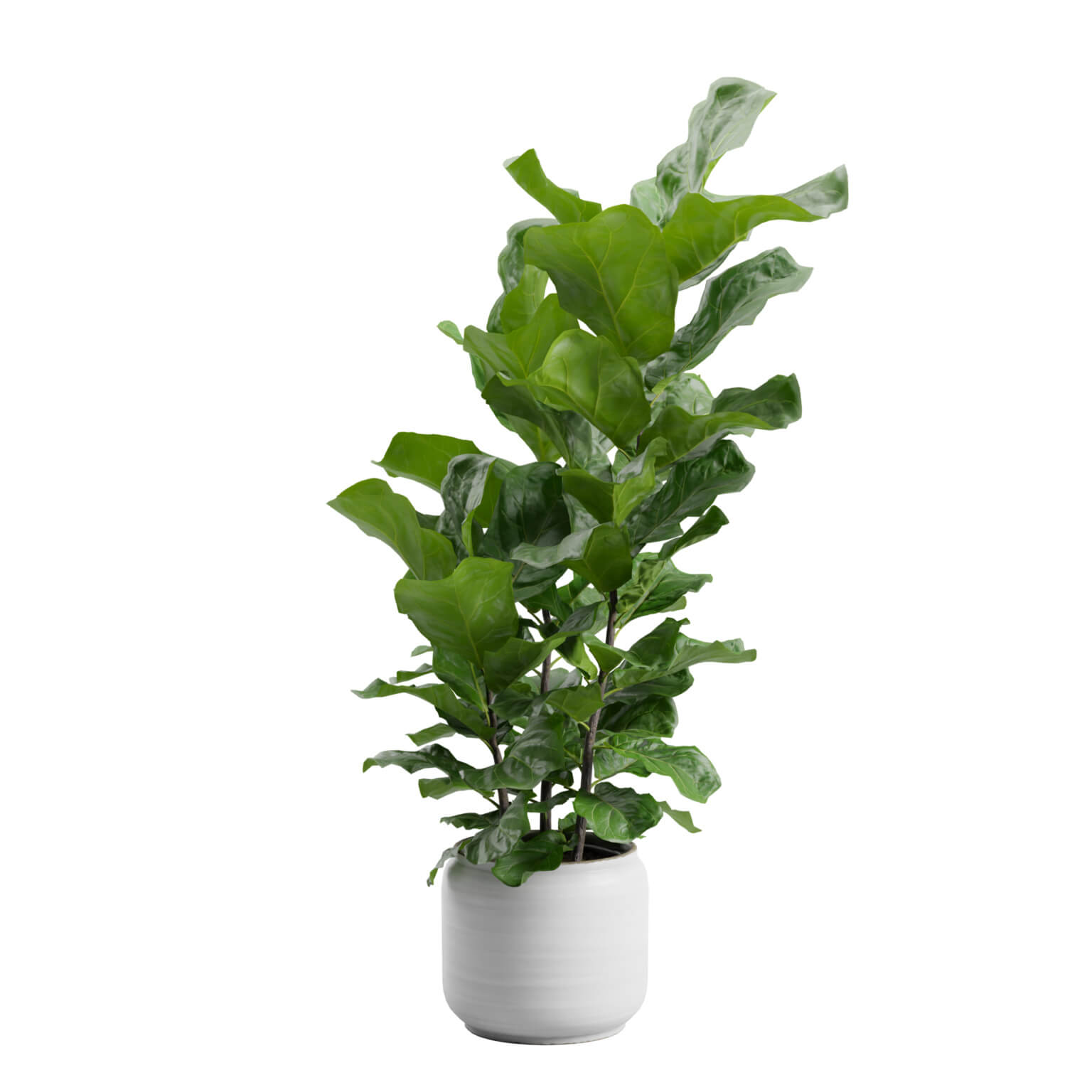 Potted Ficus Lyrata - 3D Model by AllQuad
