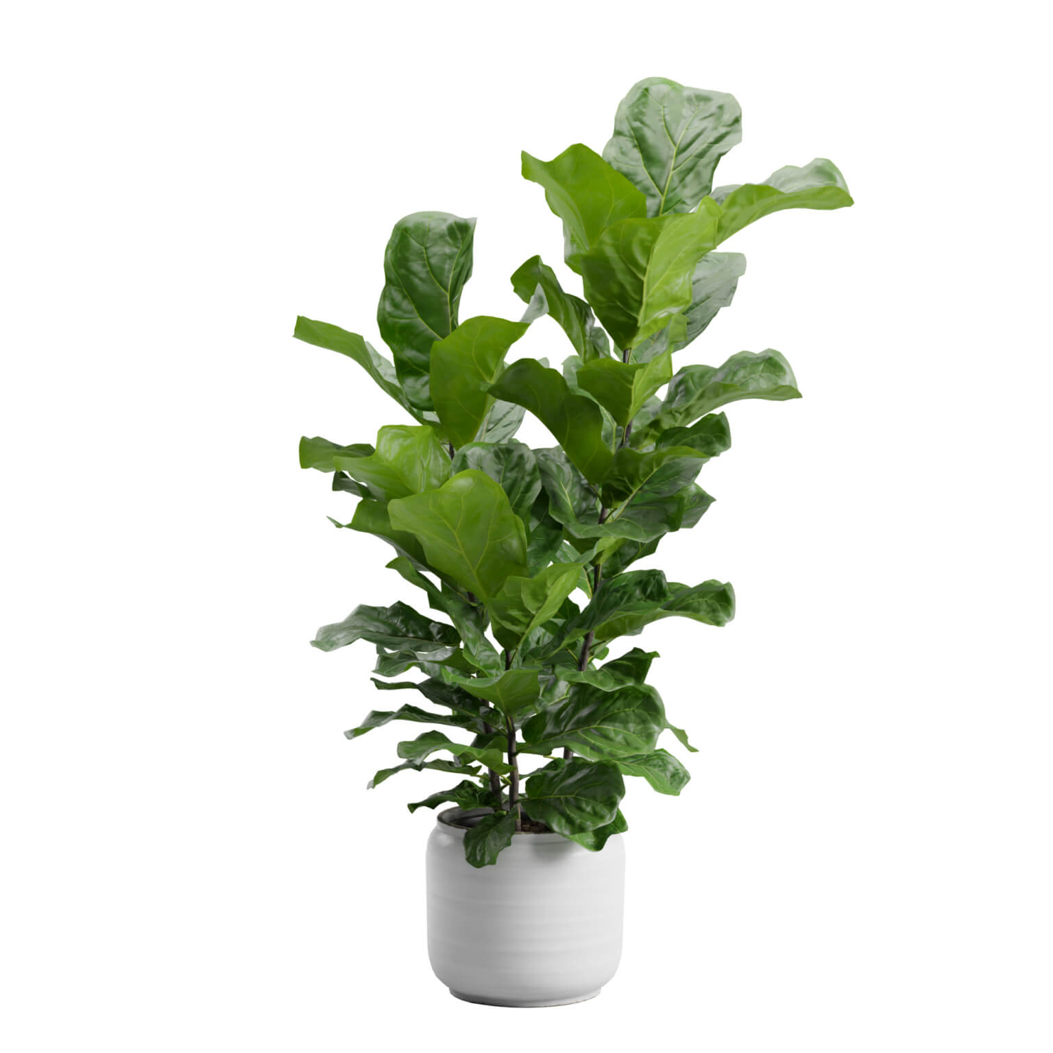 Potted Ficus Lyrata - 3D Model by AllQuad