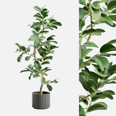 Potted Plant Ficus Audrey - 3D Model by AllQuad