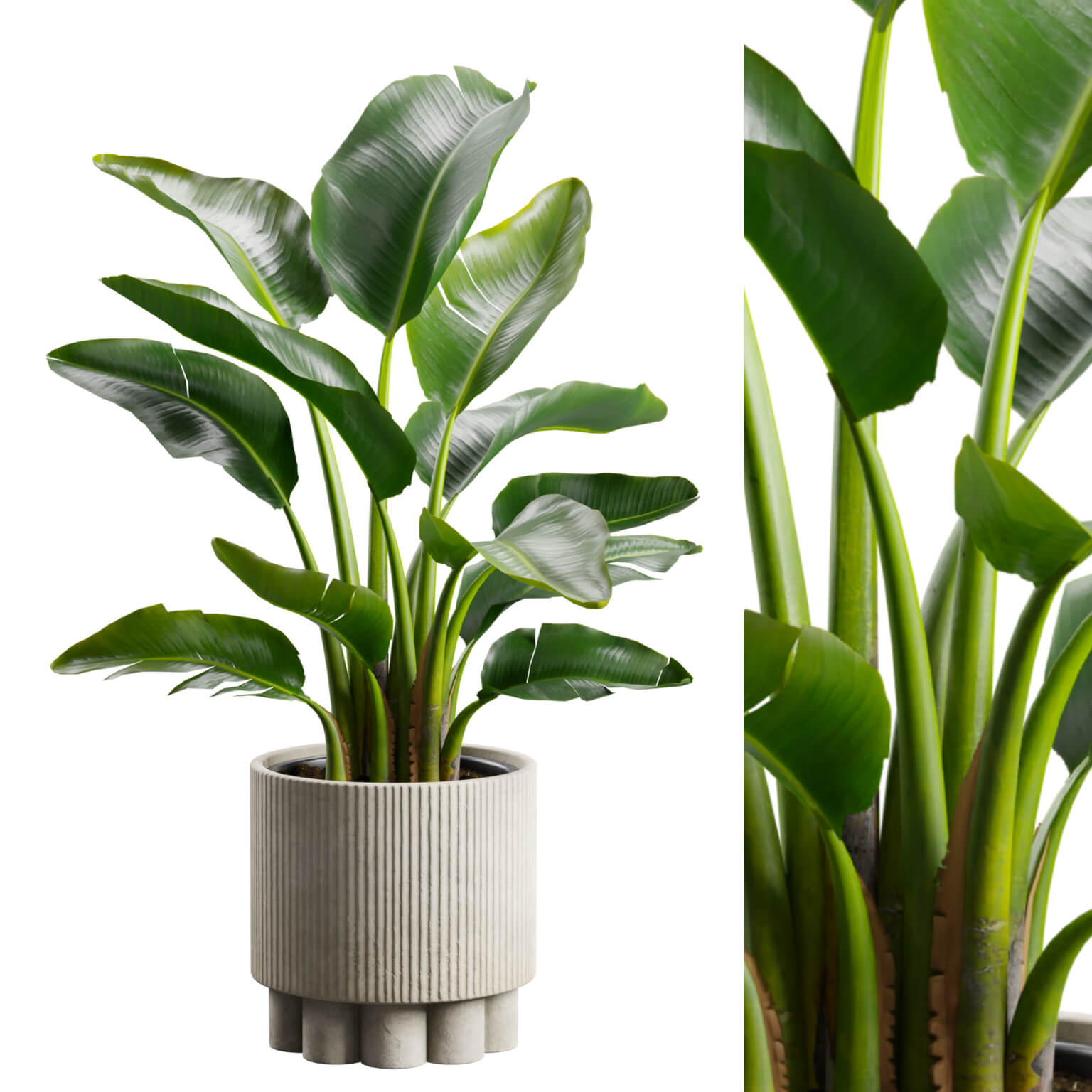 Potted Strelitzia Nicolai Small - 3D Model by AllQuad