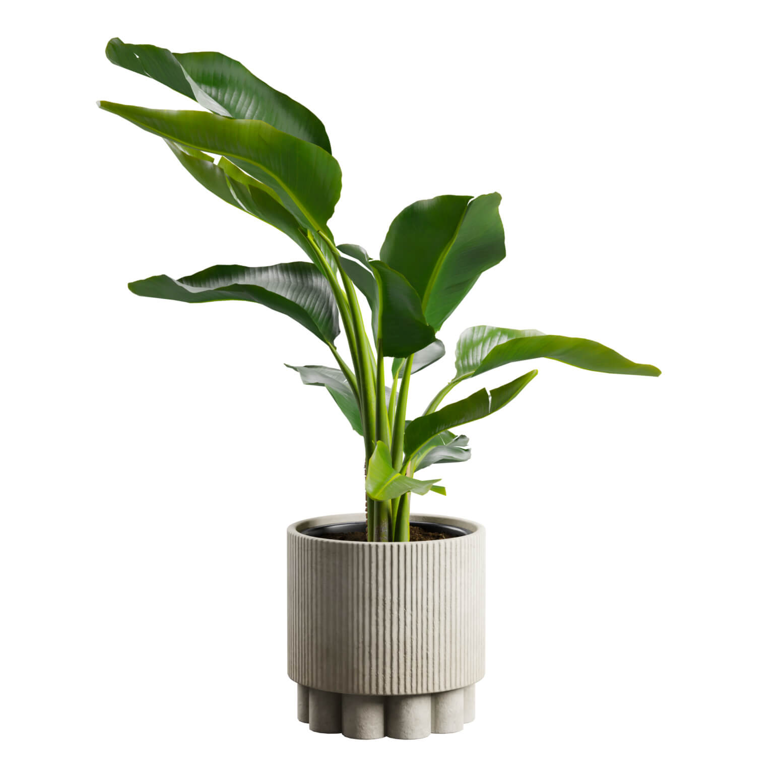 Potted Strelitzia Nicolai Small - 3D Model by AllQuad