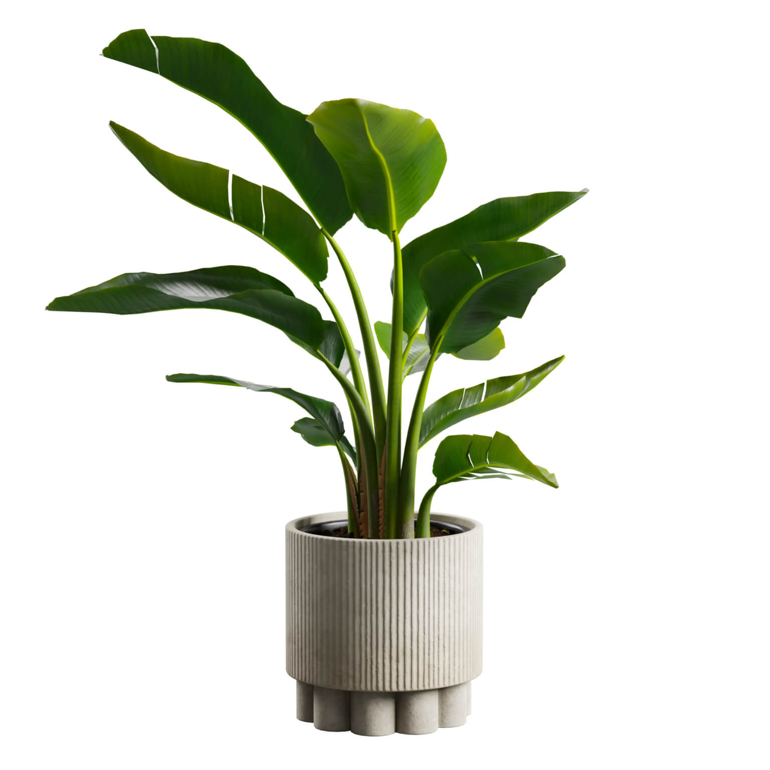 Potted Strelitzia Nicolai Small - 3D Model by AllQuad
