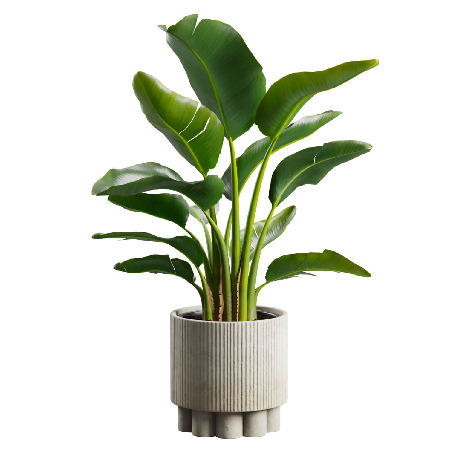 Potted Strelitzia Nicolai Small - 3D Model by AllQuad