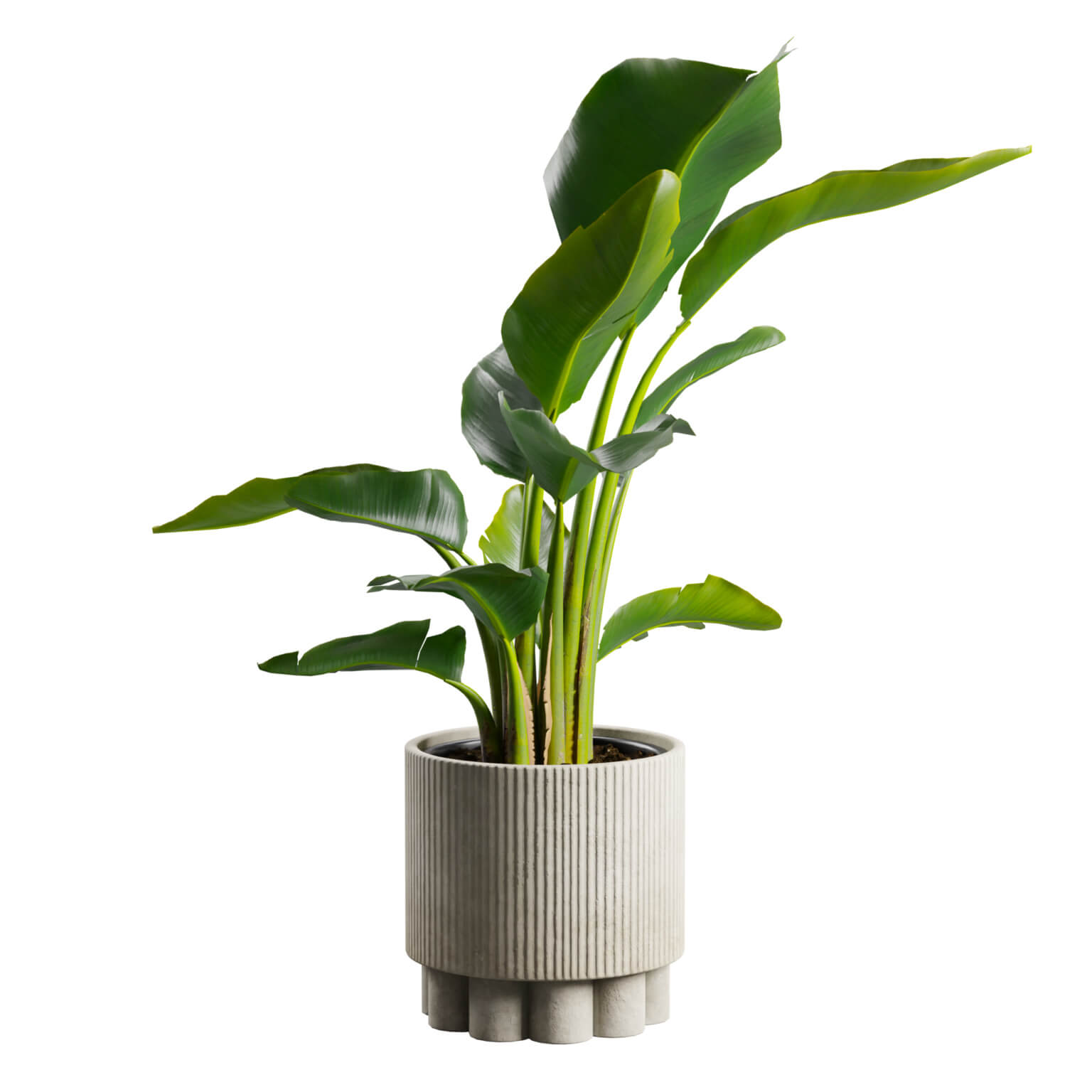 Potted Strelitzia Nicolai Small - 3D Model by AllQuad