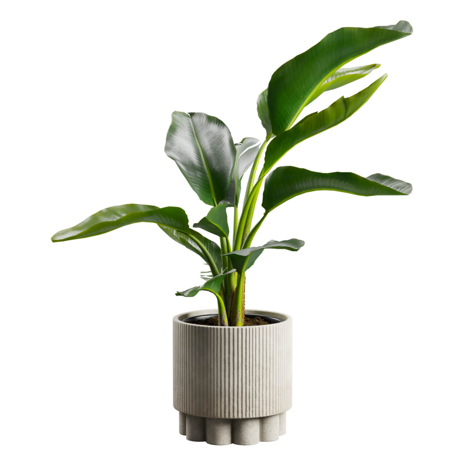 Potted Strelitzia Nicolai Small - 3D Model by AllQuad